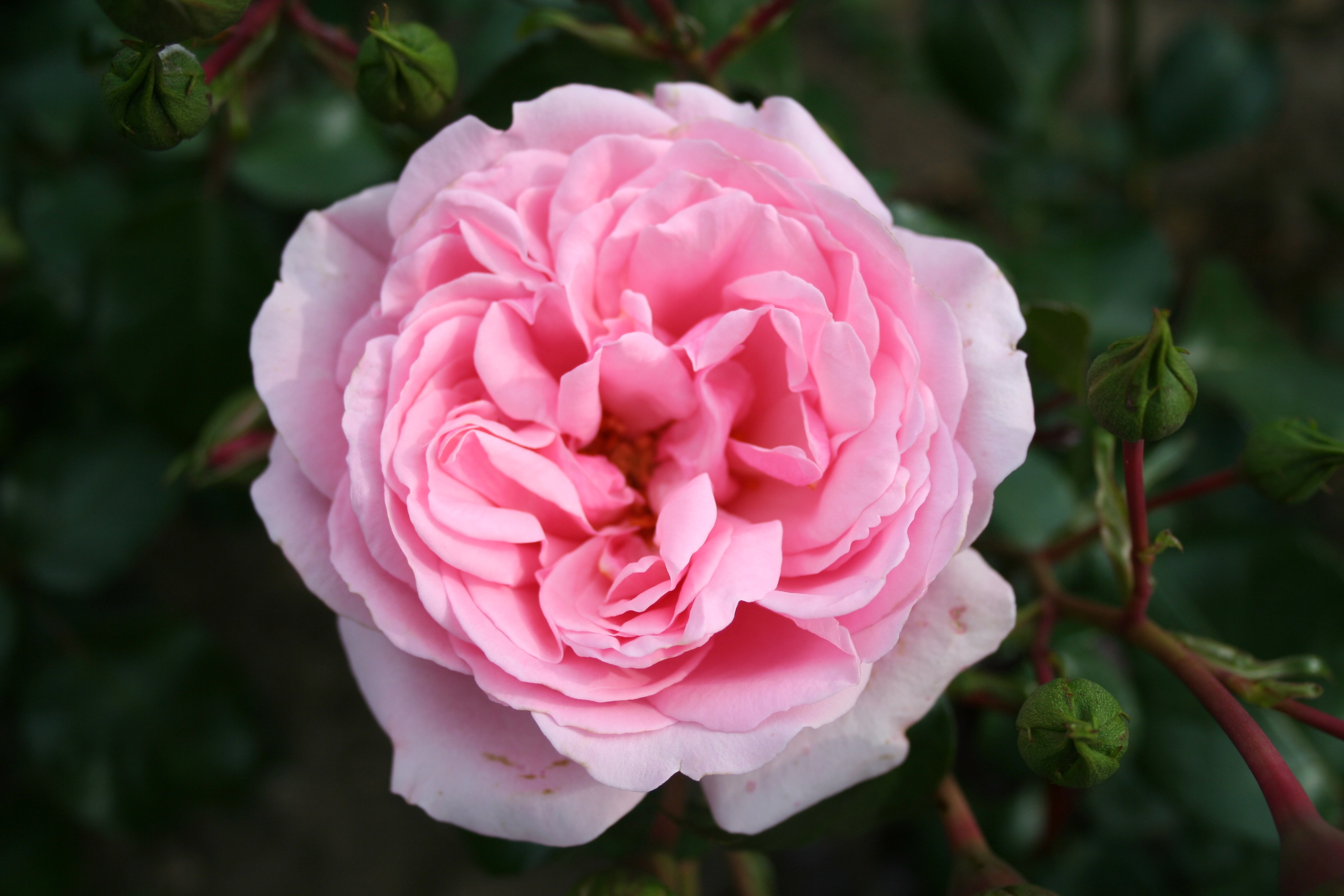 Buketrose, barrod, Rosa 'Home & Garden®', | Plantorama