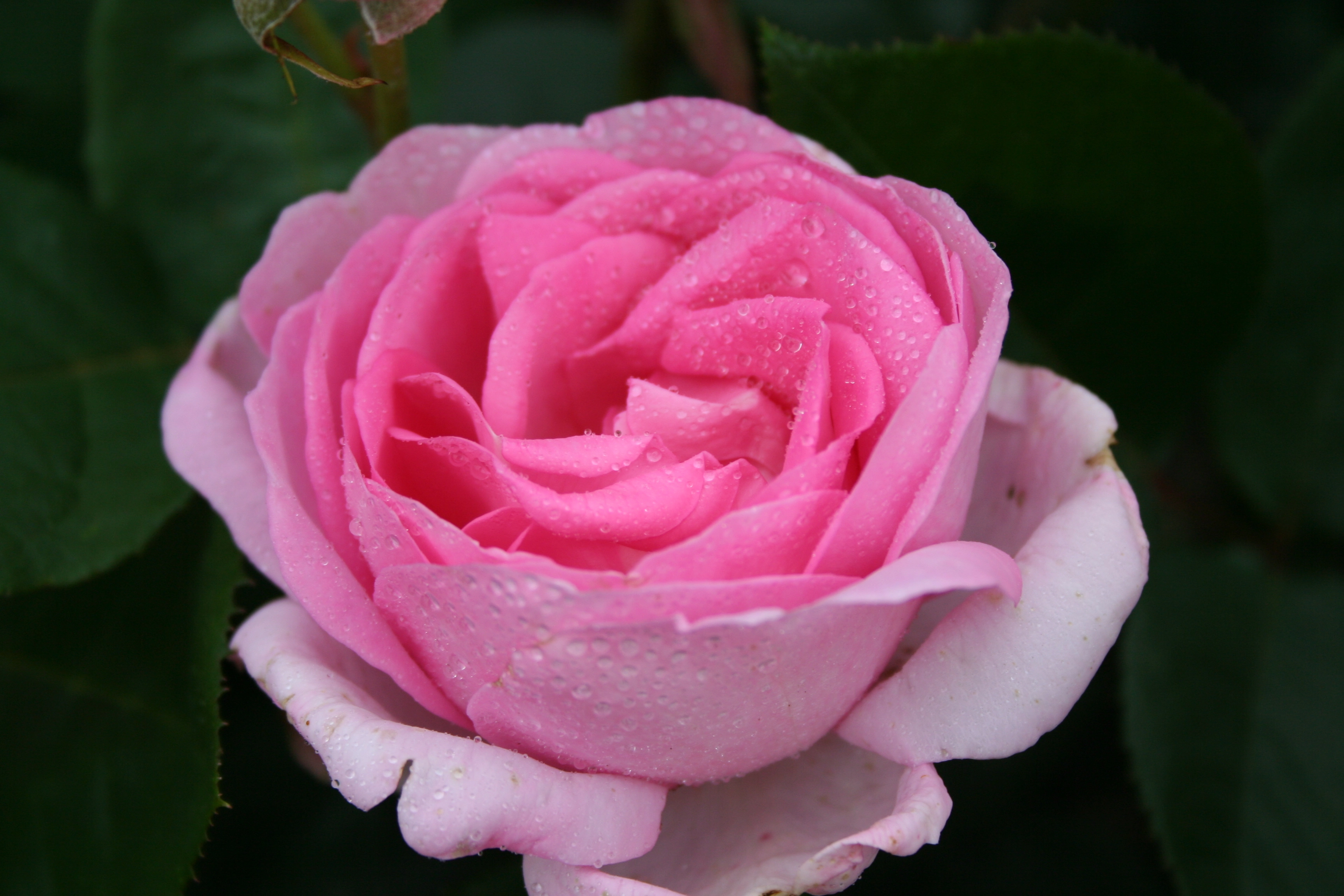 Renaissance rose, Rosa 'Ghita', 4 liter potte | Plantorama