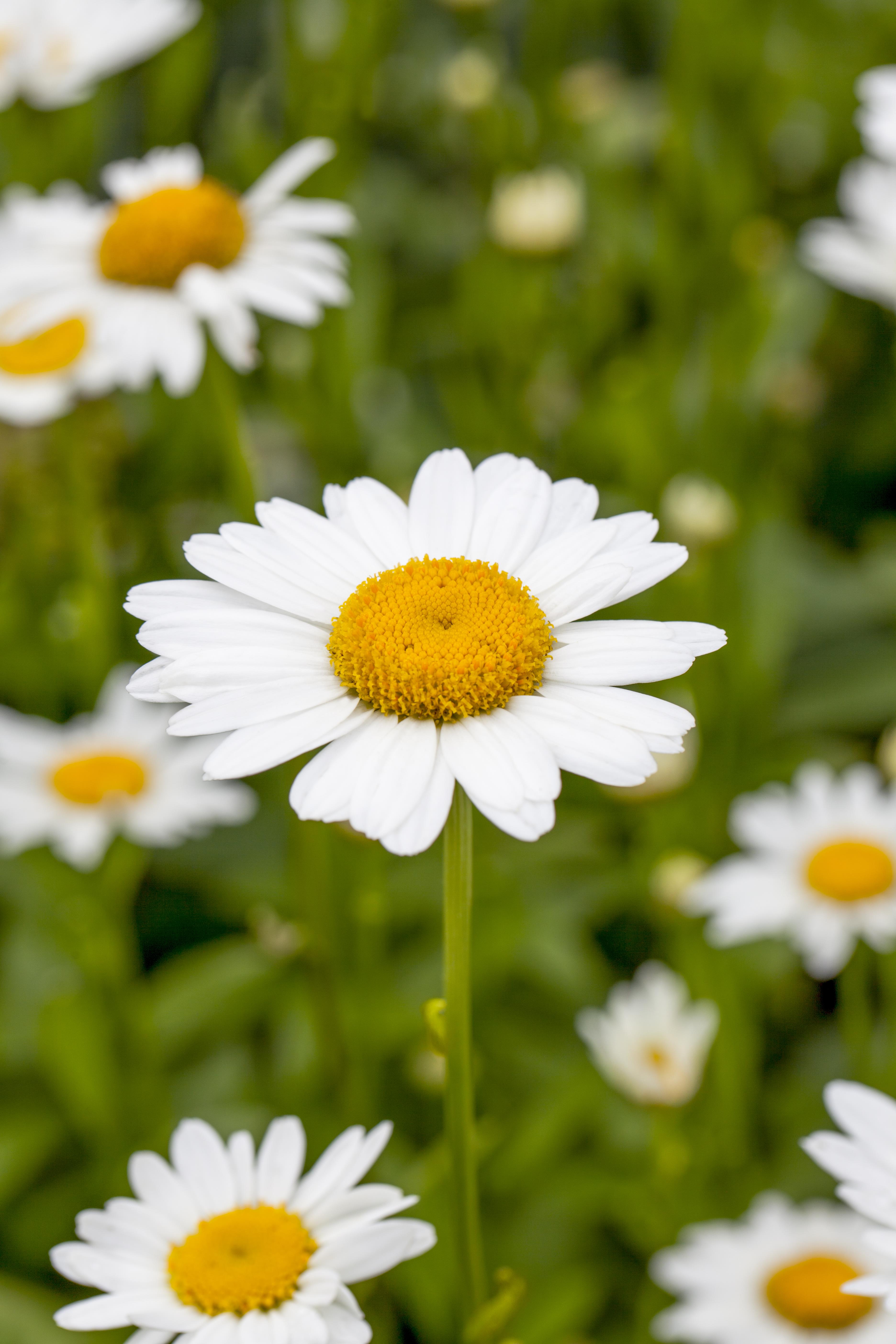 Kæmpe margerit, Leucanthemum 'Superbum Silverprincess', 11 cm potte ...