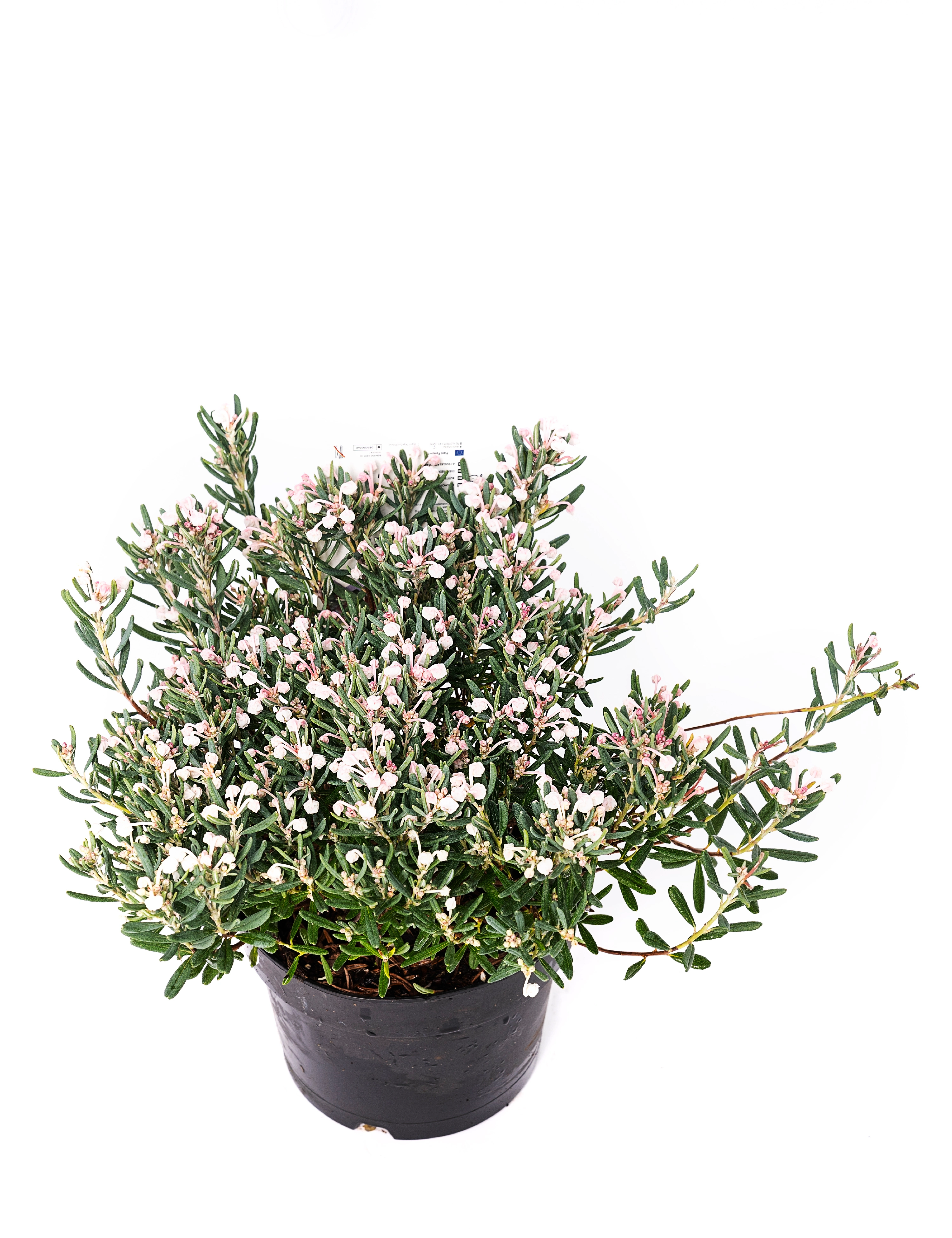 Rosmarinlyng, Andromeda pol. 'Blue Ice', 2 Liter potte | Plantorama