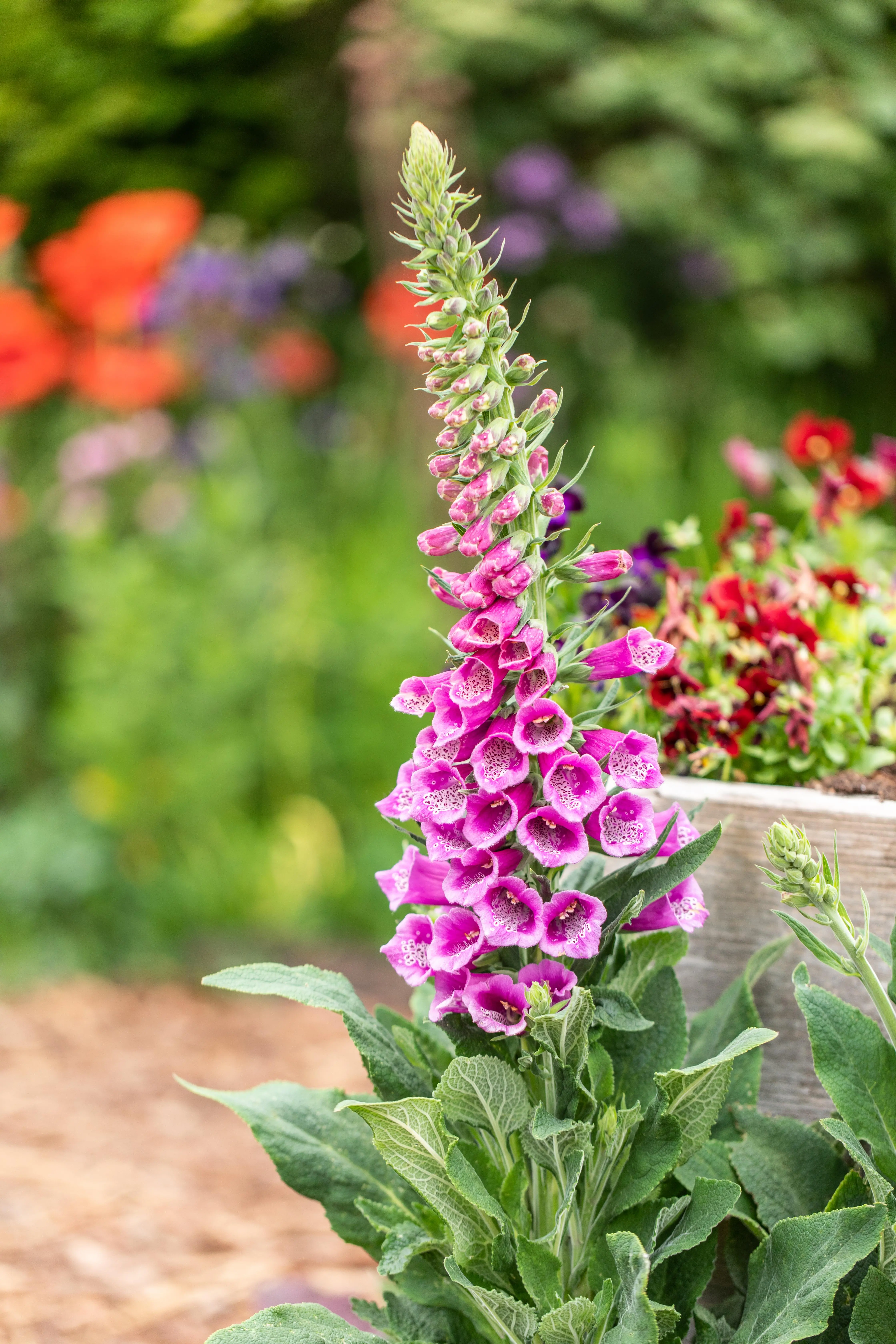 Fingerbøl, Digitalis 'Mertonensis', 11 cm potte | Plantorama