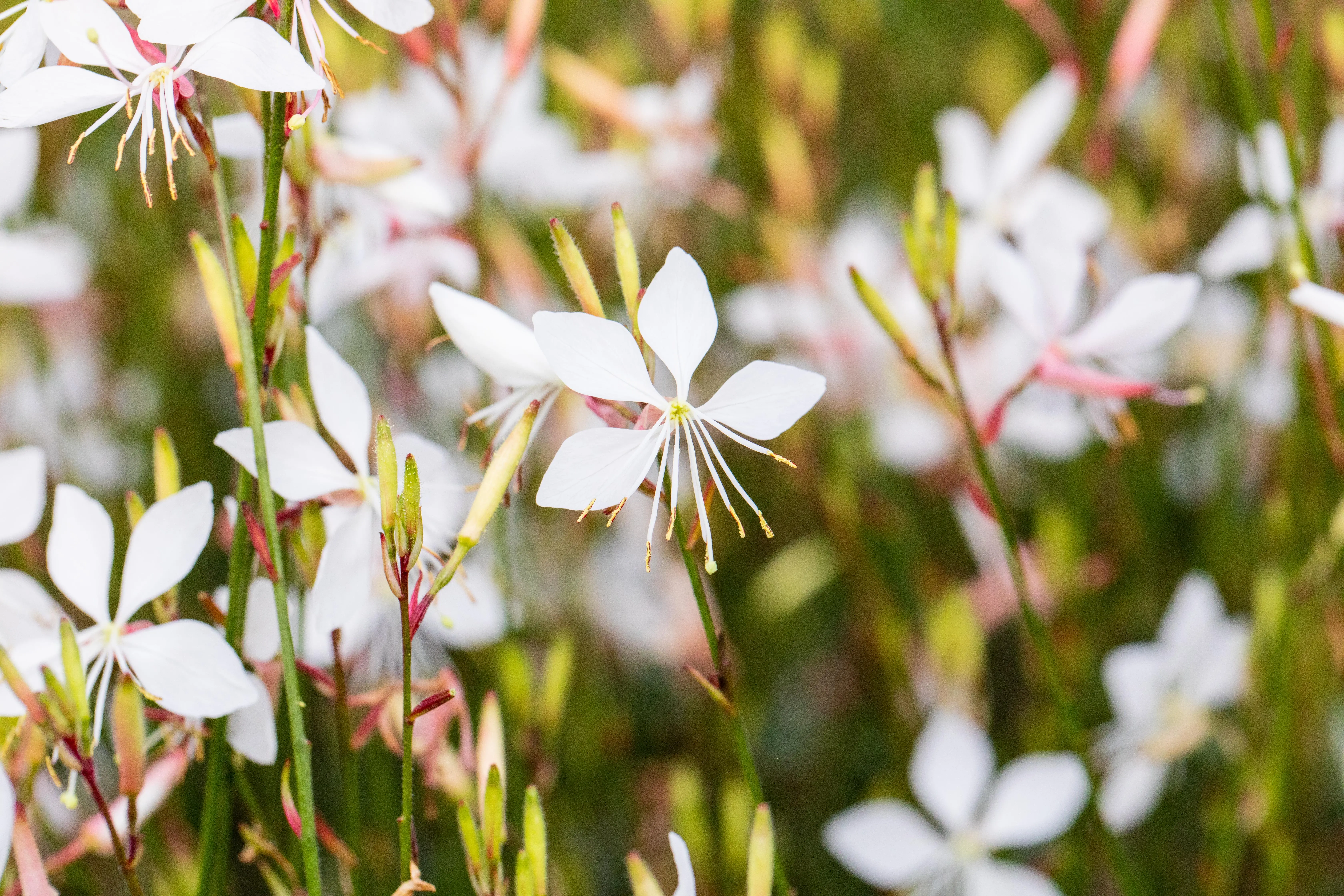 Pragtkærte, Gaura lin. 'Whirling Butterfly', 11 cm potte | Plantorama