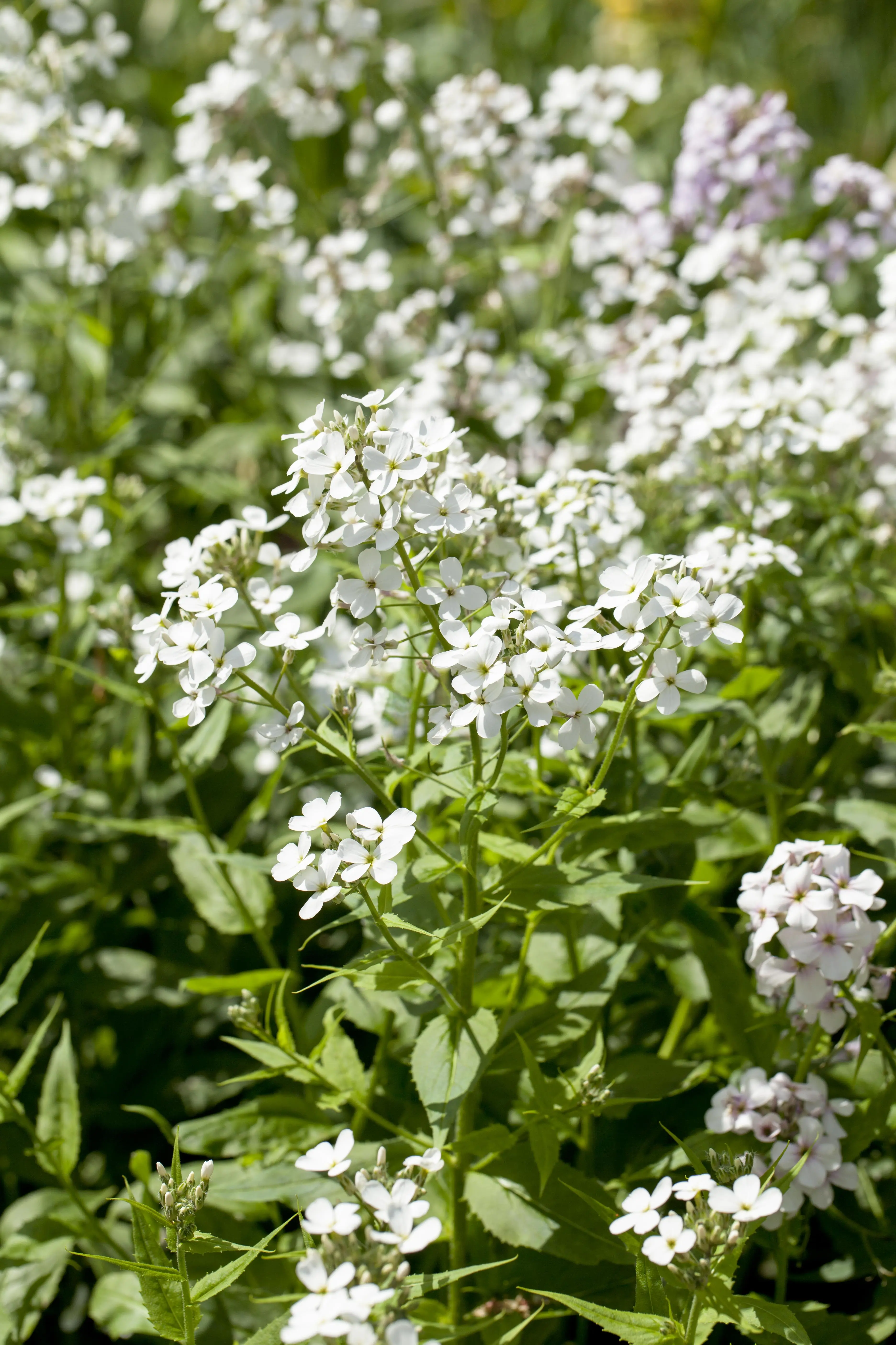 Natviol, Hesperis mat. 'Alba', 1 liter potte | Plantorama