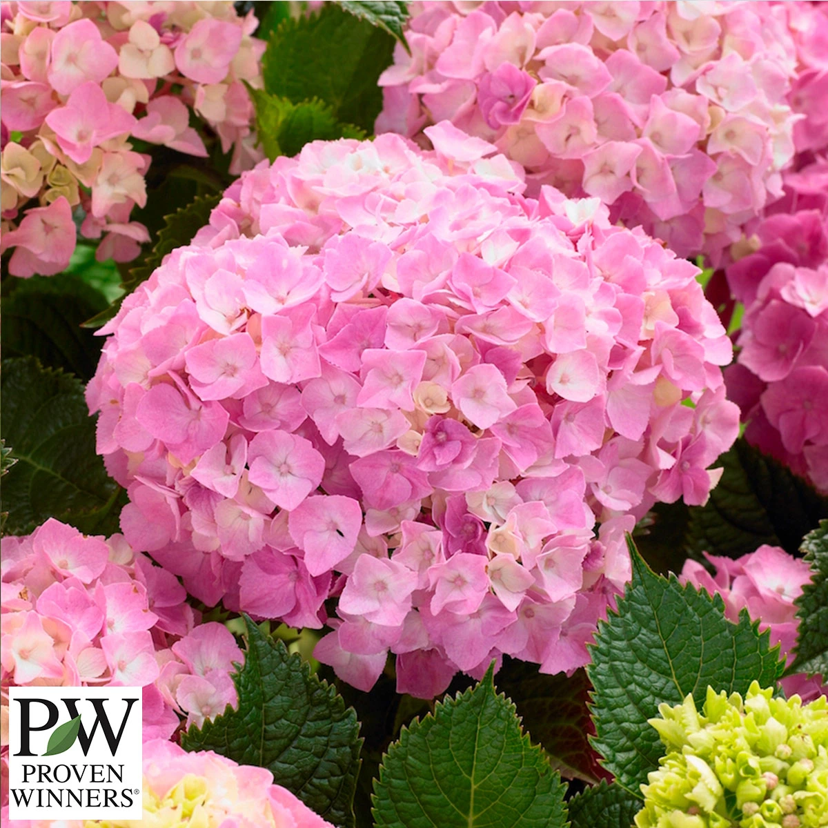 Havehortensia, Hydrangea ser. 'Pink Lollipop' , 5 liter potte | Plantorama