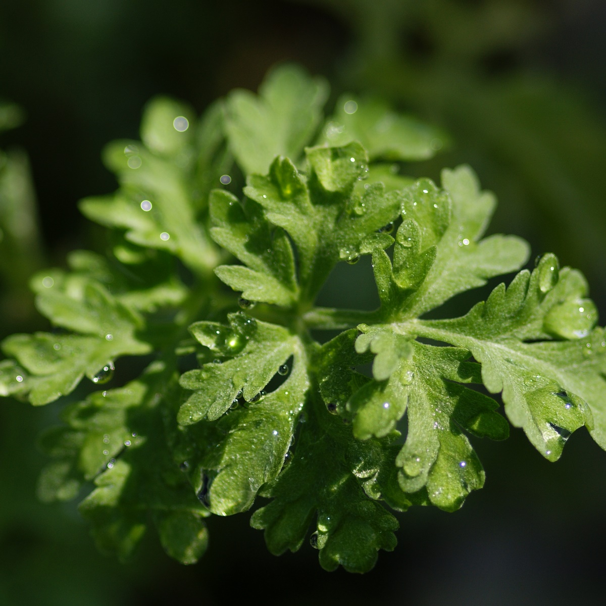 Malurt, Artemisia absinthium, 3 liter potte | Plantorama