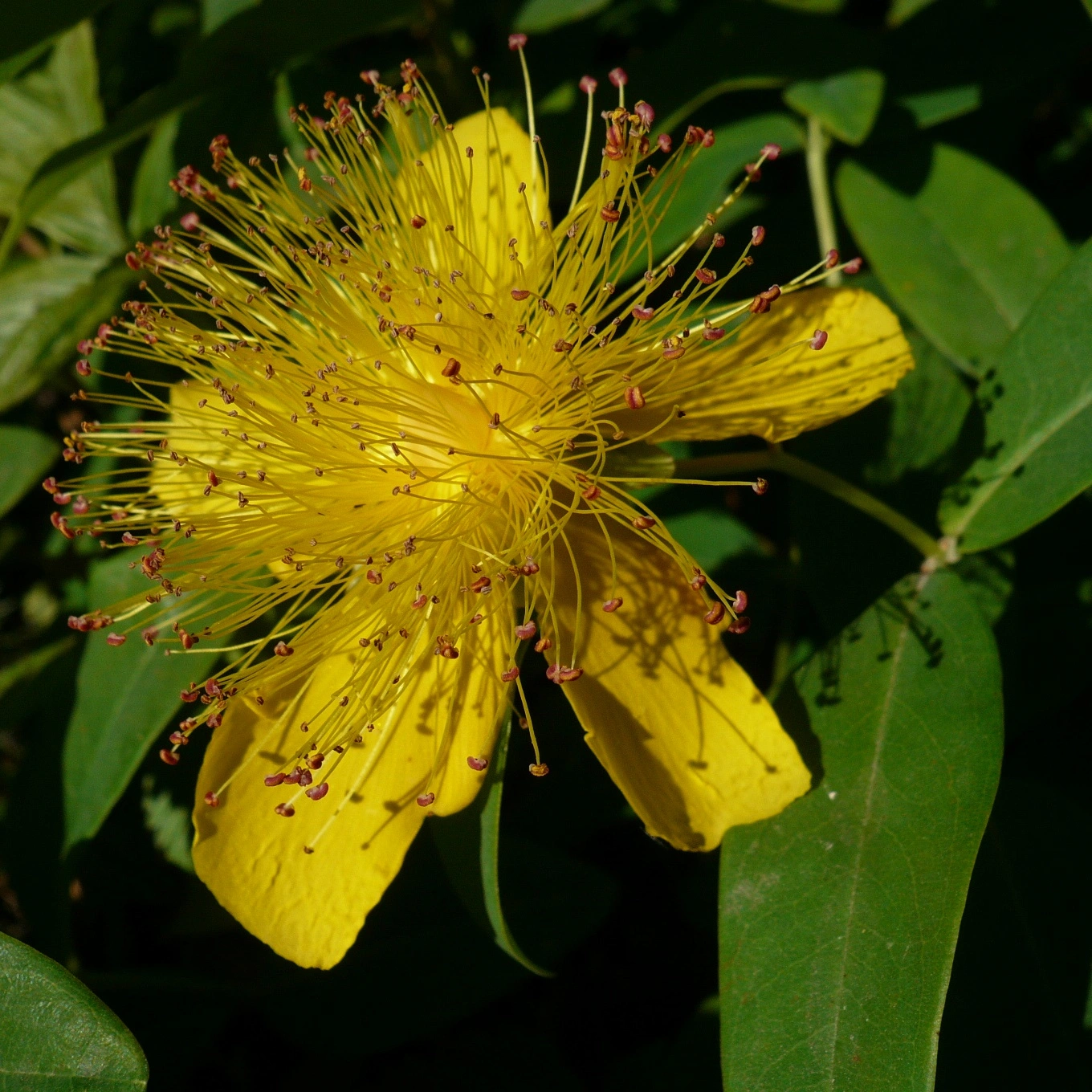 Storblomstret perikon, Hypericum calycinum, 1 liter potte | Plantorama