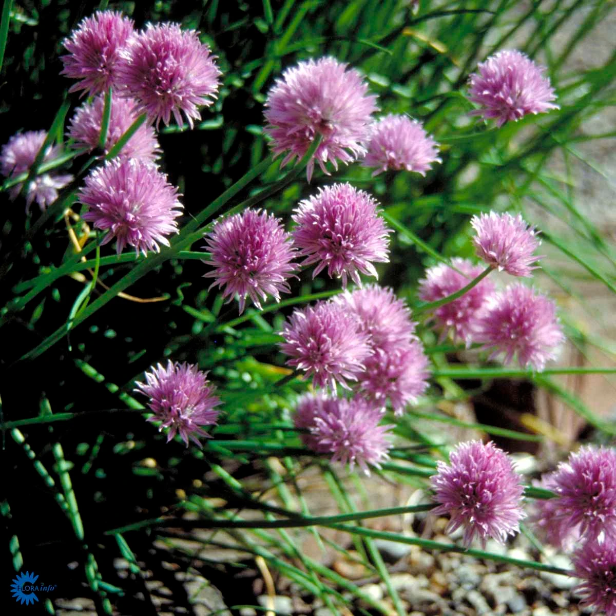 Purløg, Allium schoenoprasum, 1 liter potte | Plantorama