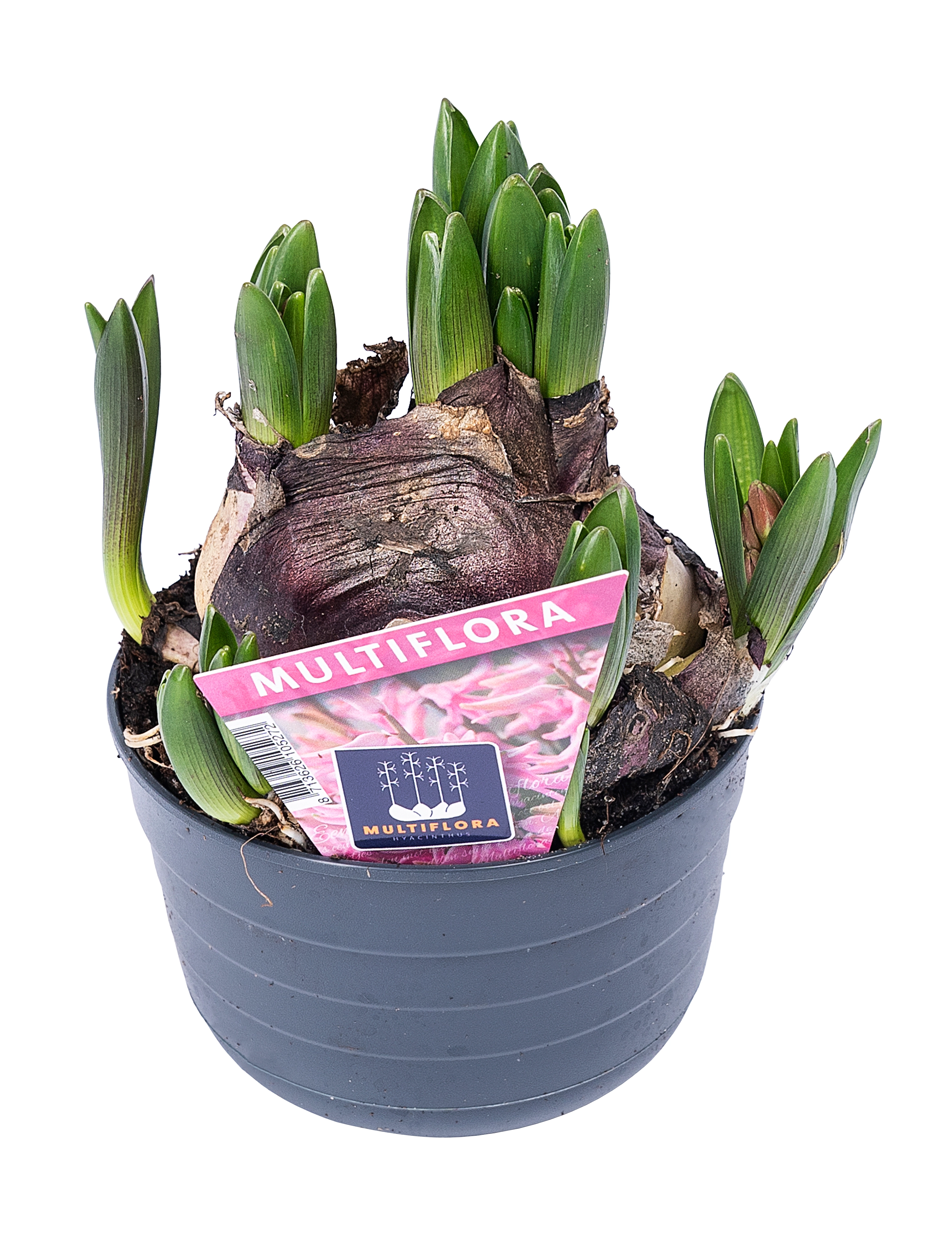 Hyacint, Hyacinthus orientalis 'Multiflora', Ø10,5 cm potte | Plantorama