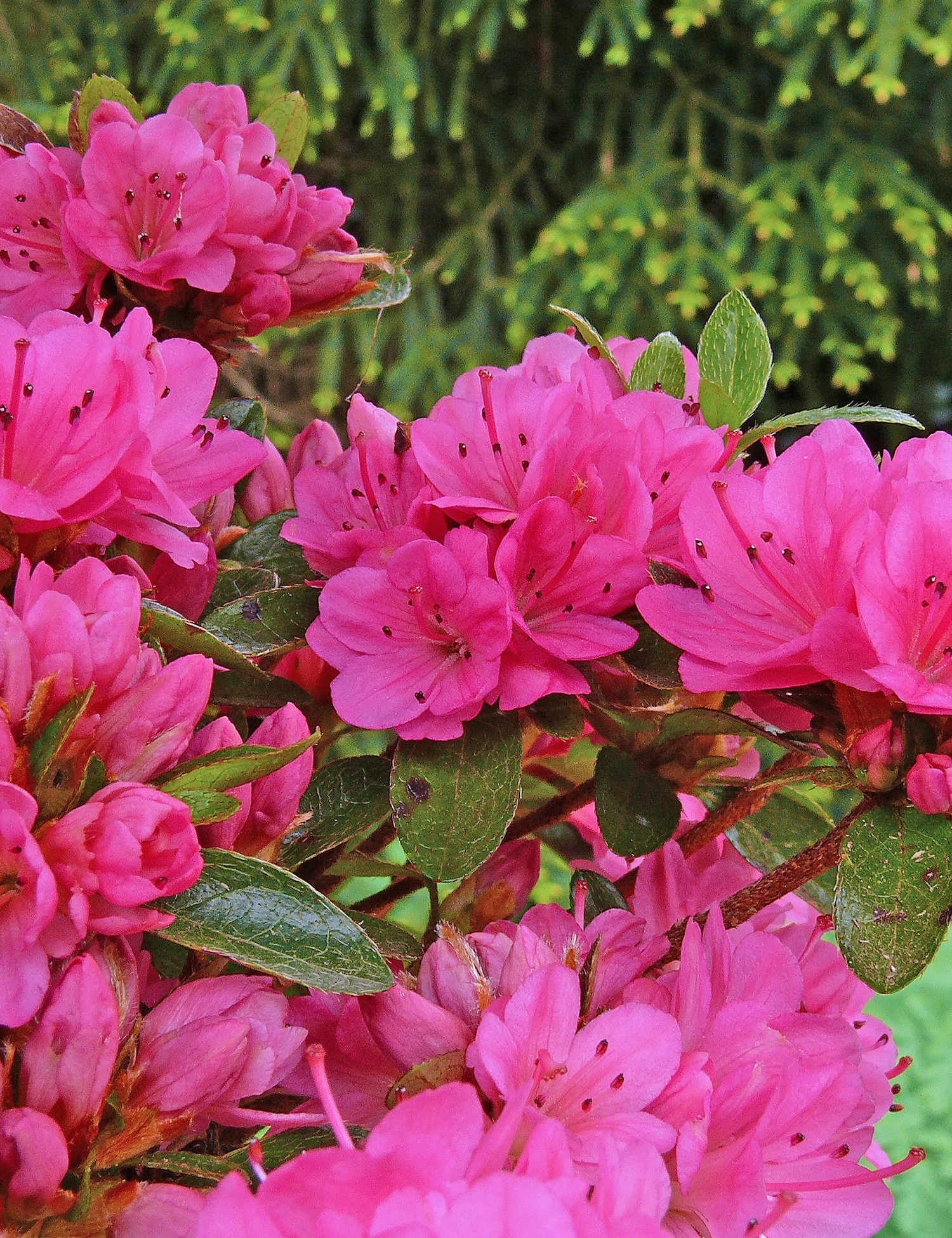 Japansk Azalea, 'Karminko', 2 liter potte | Plantorama