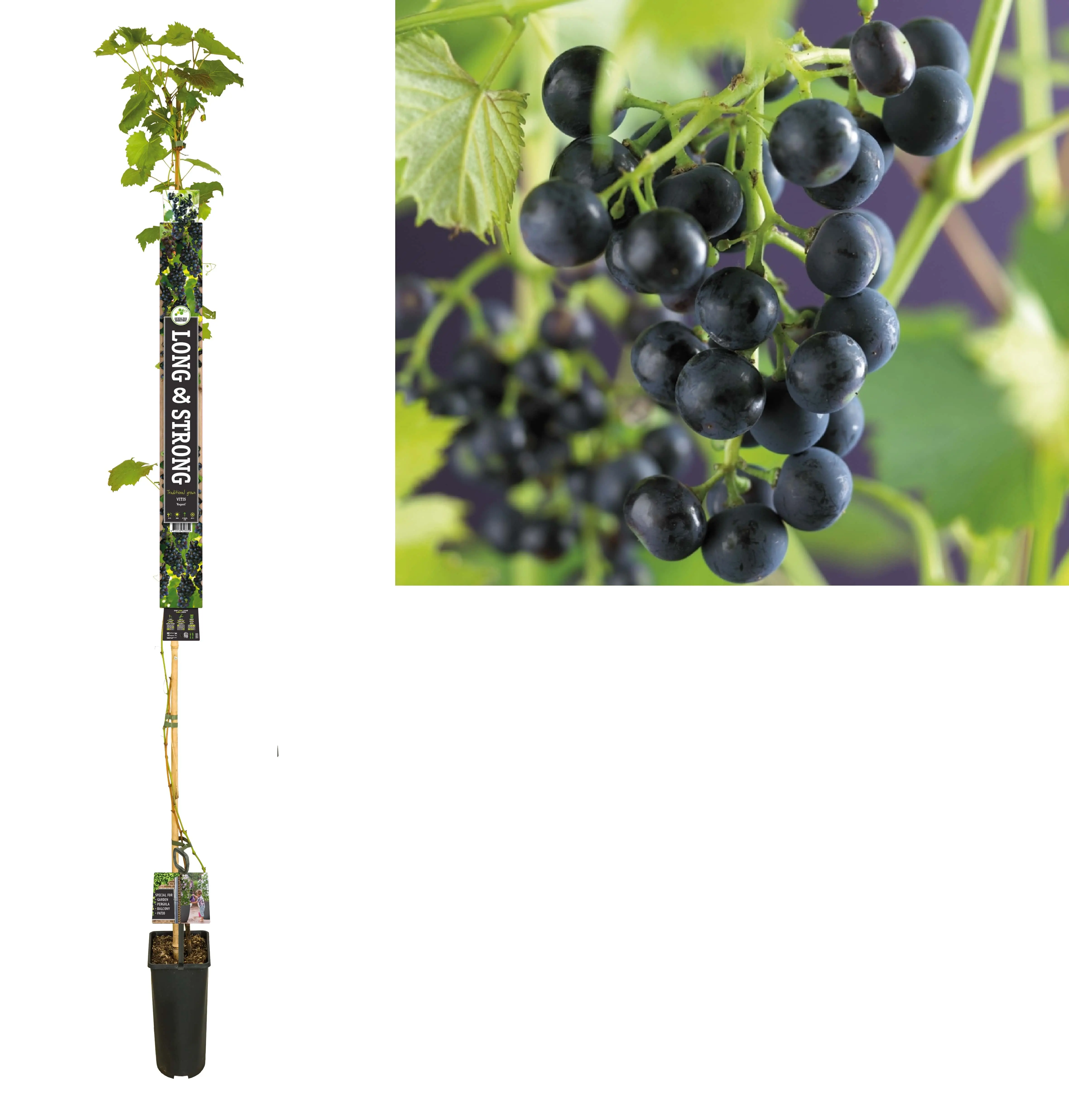 Vindrue , Vitis 'Regent', 5 liter potte | Plantorama