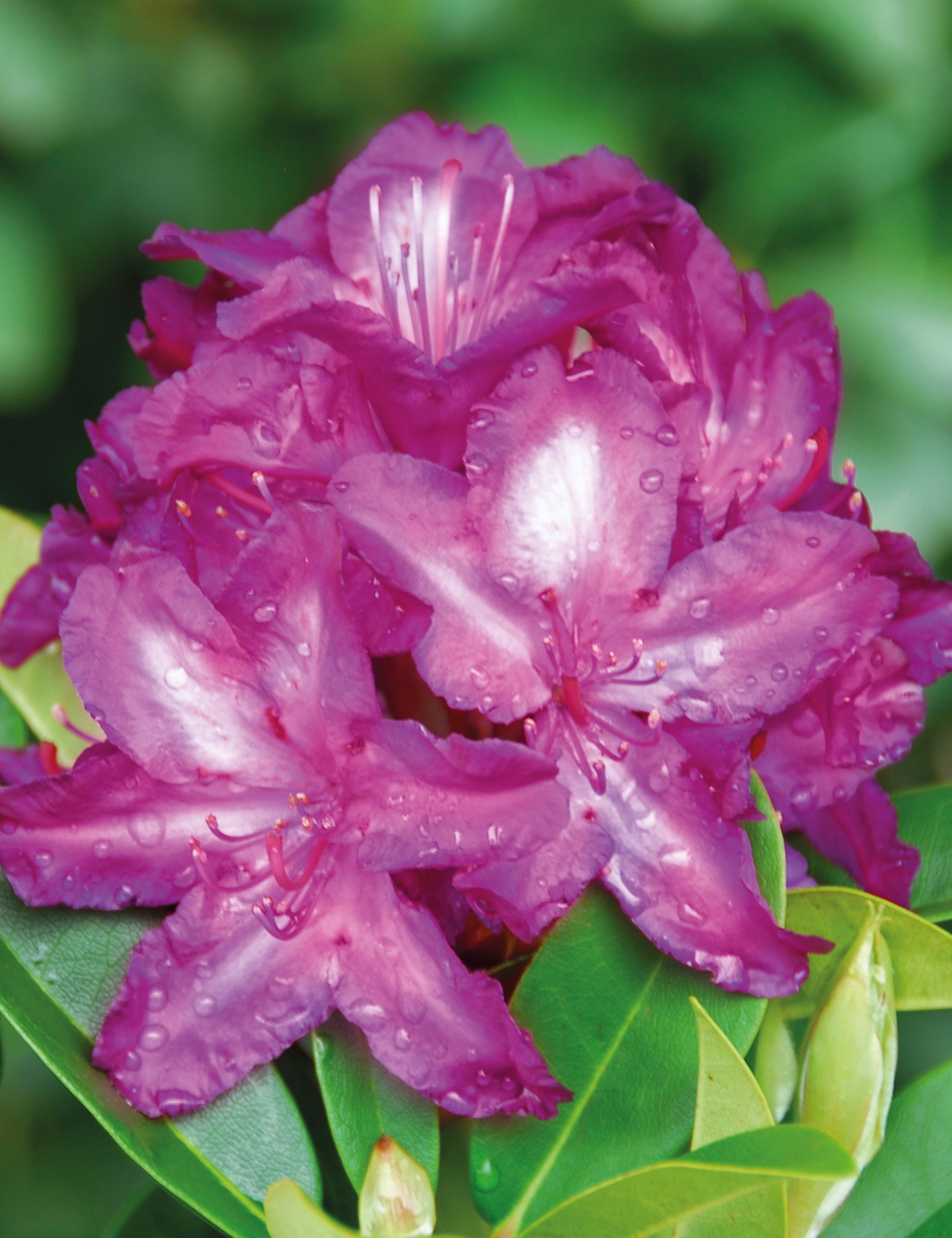 Rhododendron, Rhododendron hybrid 'Blue Print', 5 liter potte | Plantorama