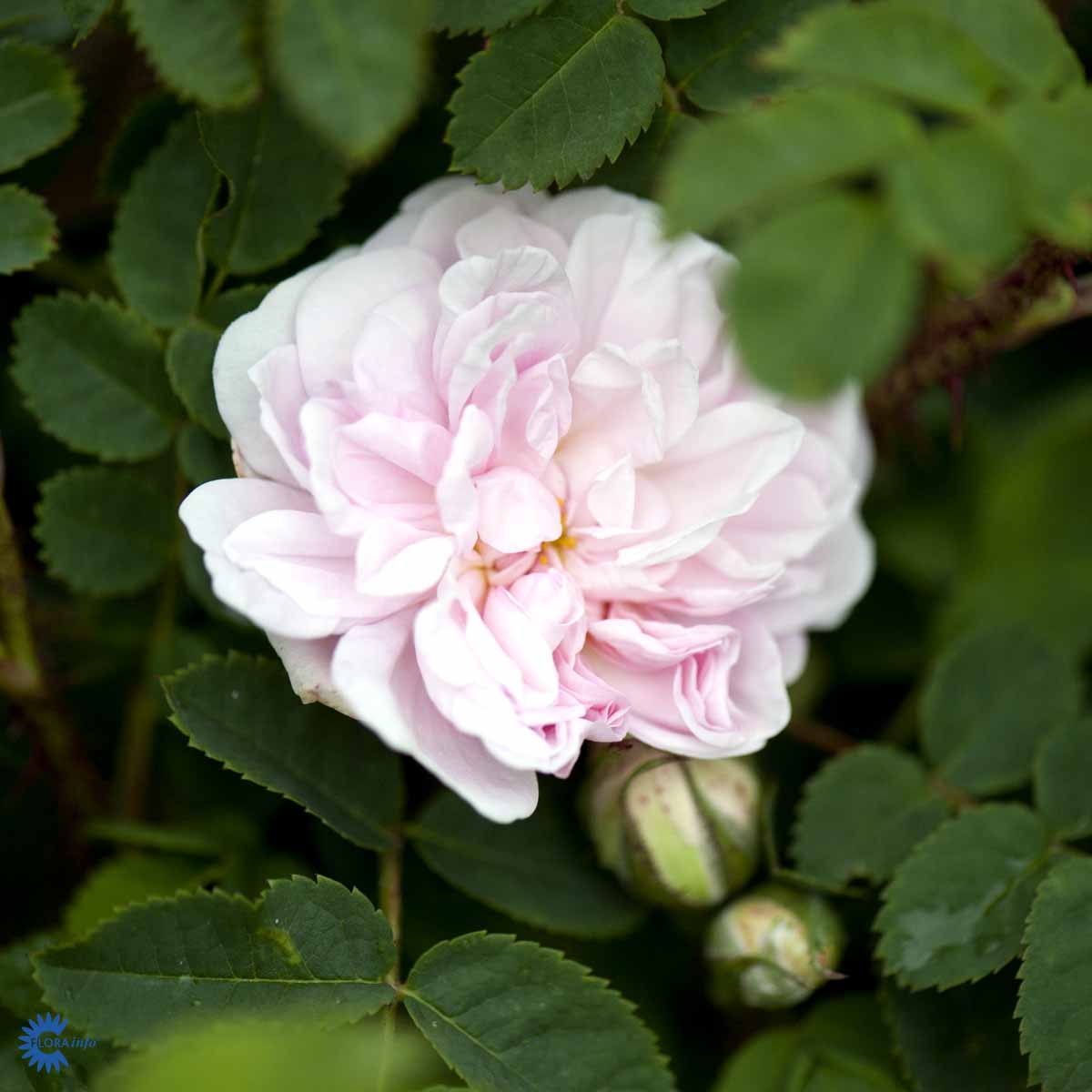 Historisk rose Rosa pimp. 'Stanwell Perpetual' 4 liter potte | Plantorama