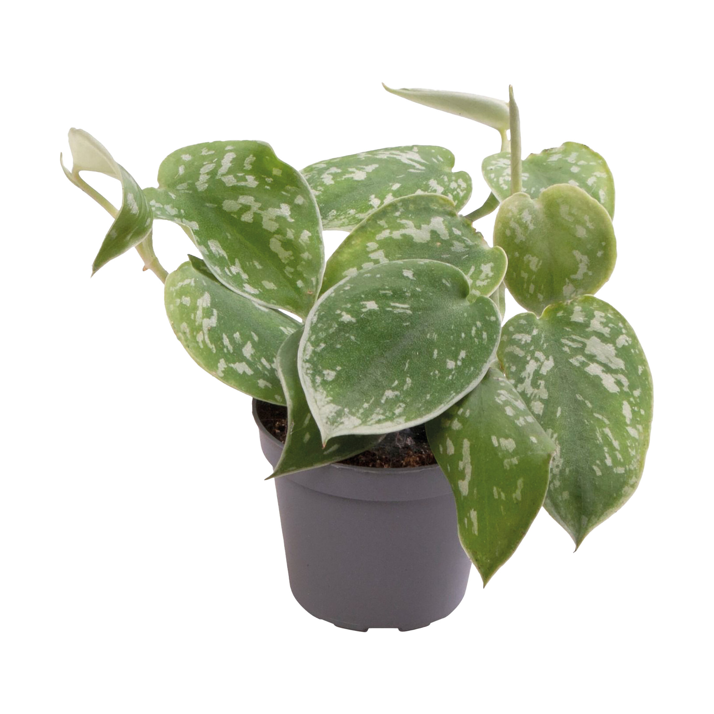 Philodendron Scandens Pictus | Plantorama