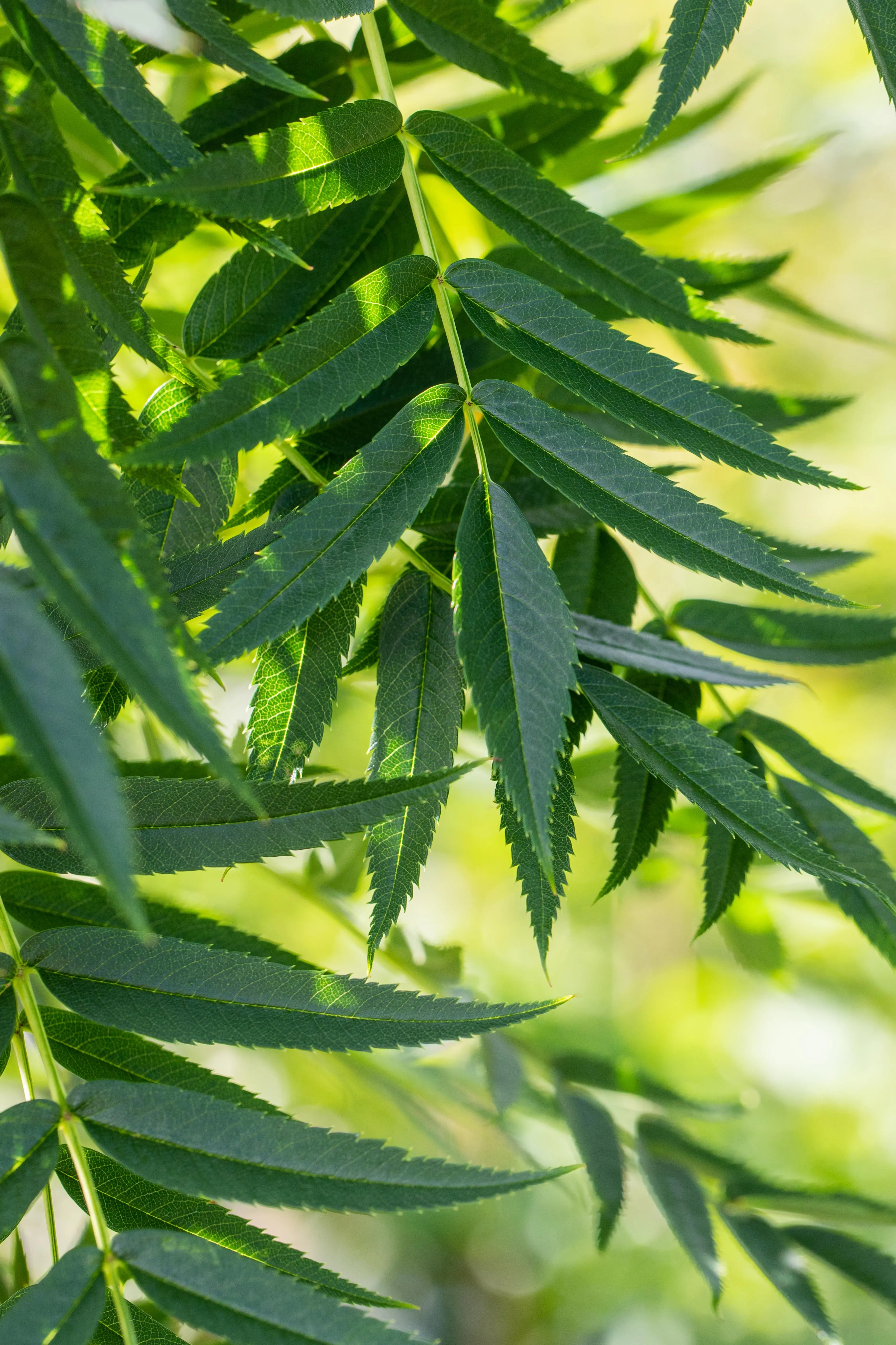 Røn, Sorbus commixta 'Dodong', 12 liter potte, 175+ cm | Plantorama