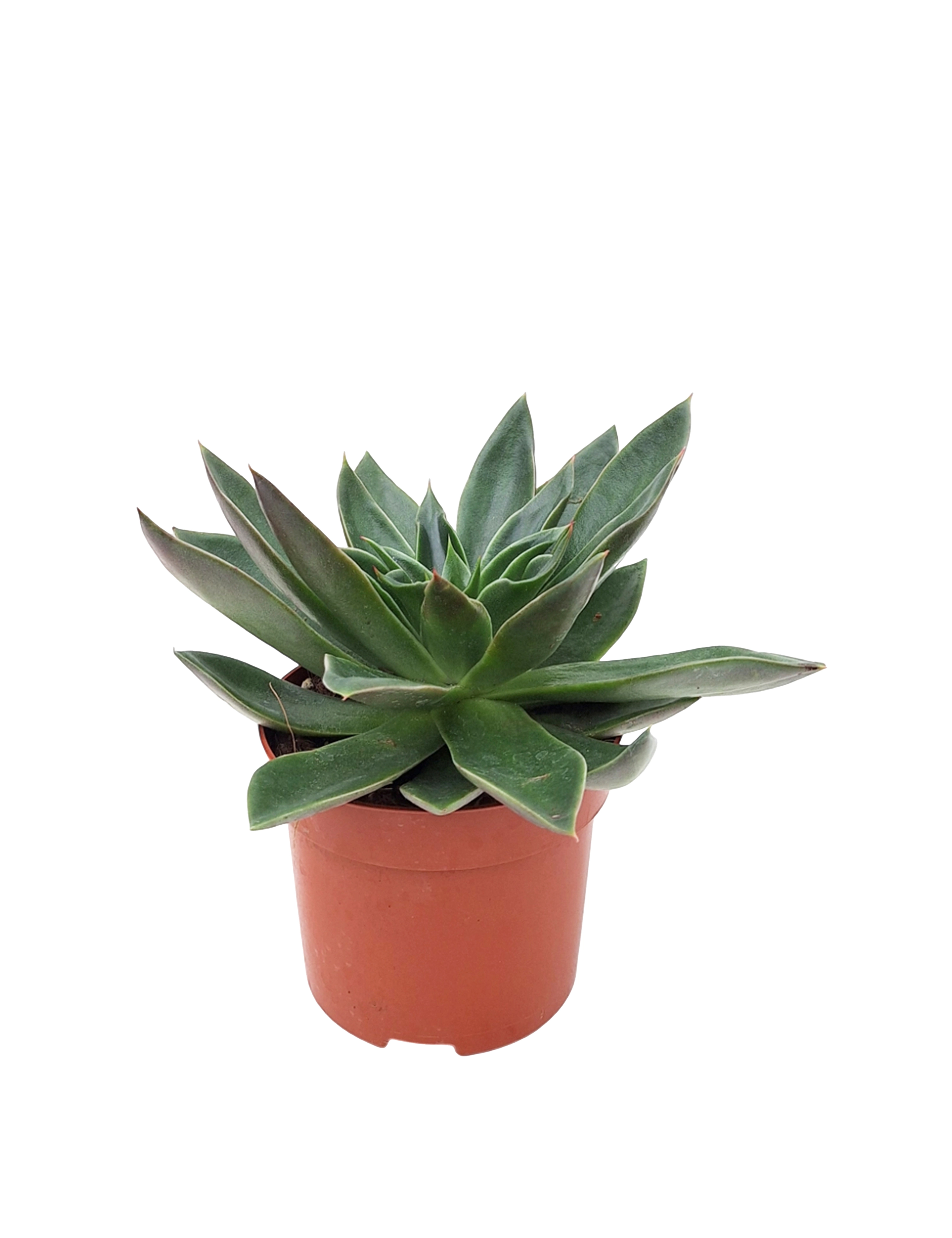 Sukkulent, Echeveria mexican giant, Ø12 cm potte | Plantorama