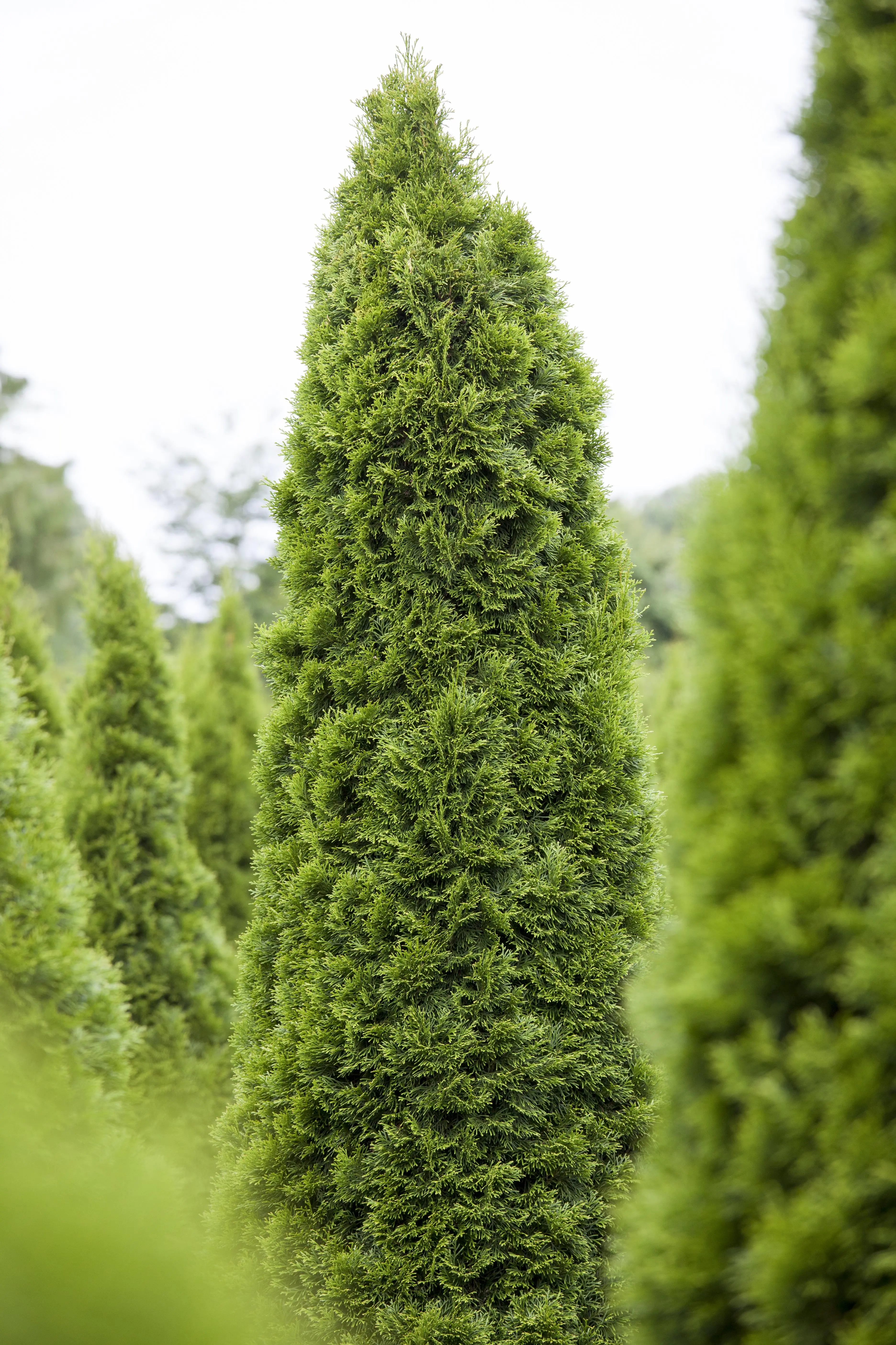 Thuja, Thuja occ. 'Brabant', 5L, 100+ cm | Plantorama