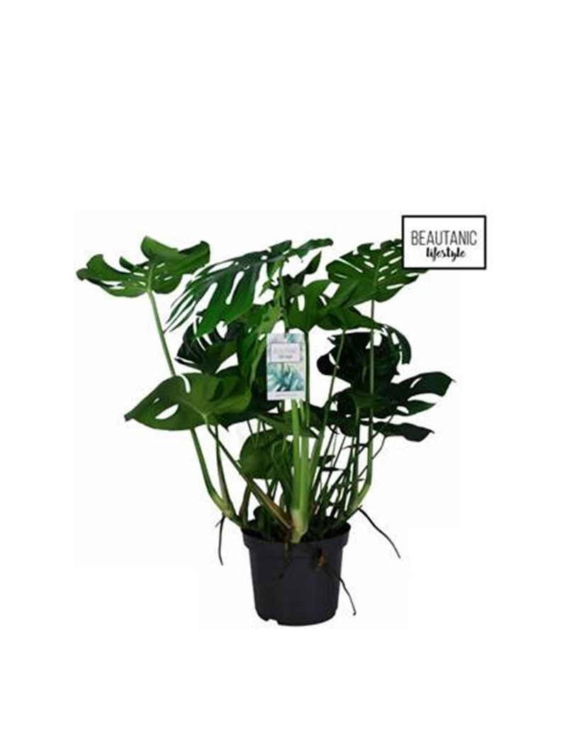 Fingerfilodendron, Monstera deliciosa H90 cm, Ø30 cm. | Plantorama