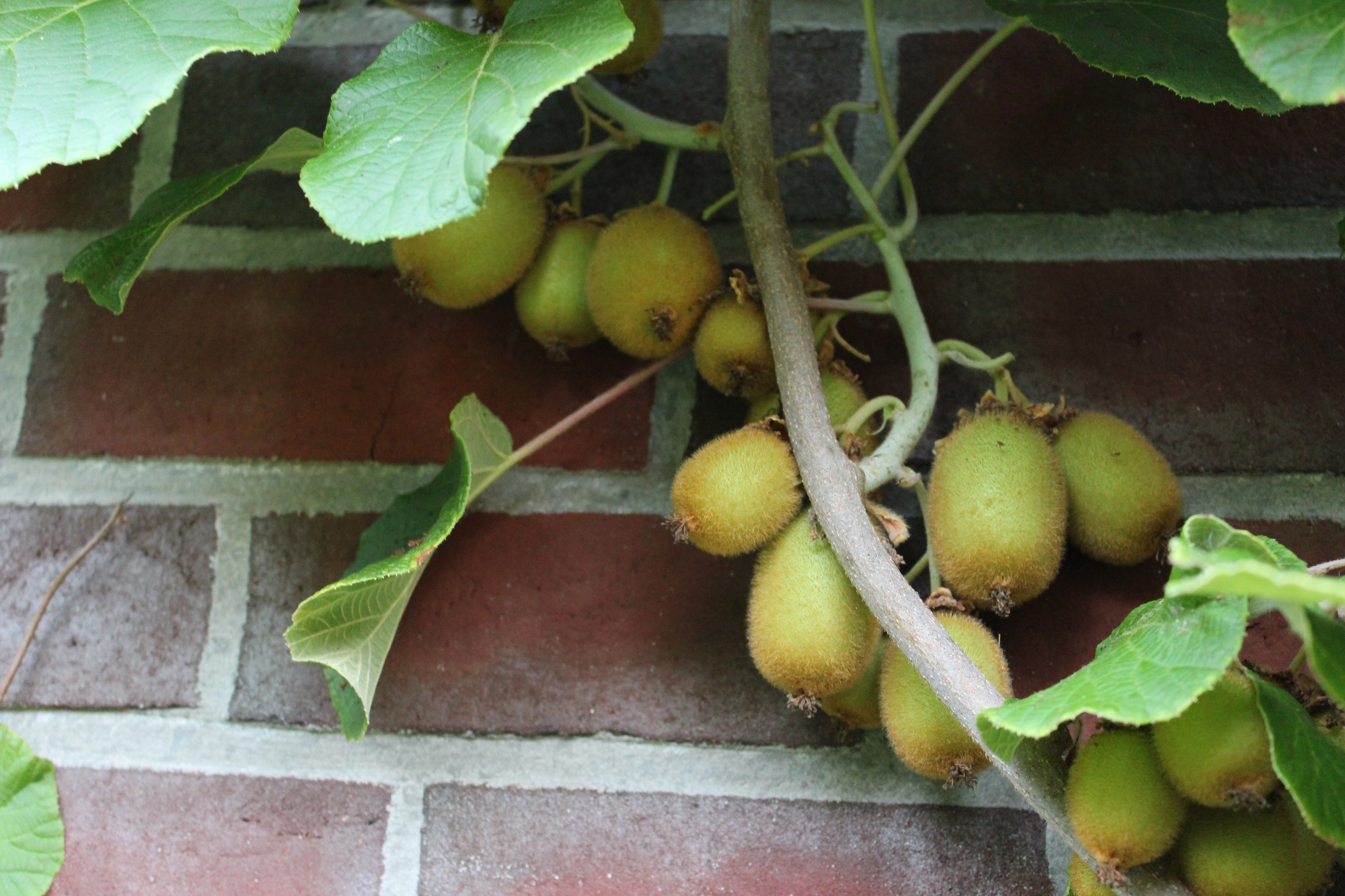 Kiwi, hermafrodit, Actinidia chinensis 'Jenny', 2 liter potte, 60-100 ...
