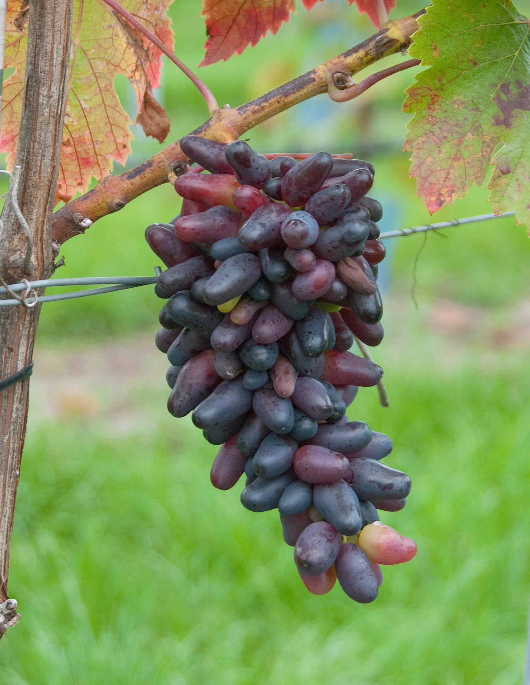 Vindrue, Vitis 'Datteltraube', 3 liter potte, 80 - 100 cm | Plantorama