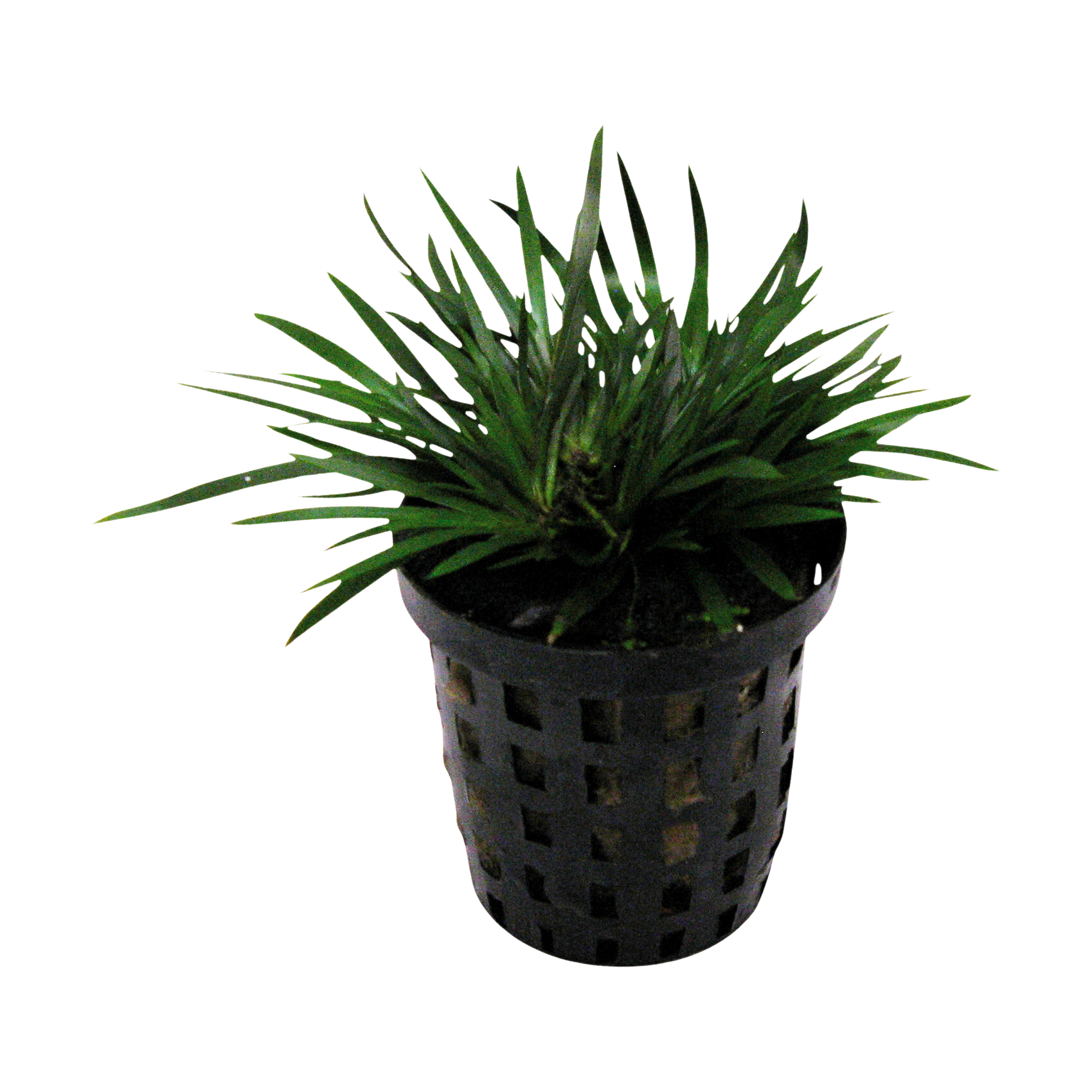 Acorus Pusiles (Dwarf) | Plantorama