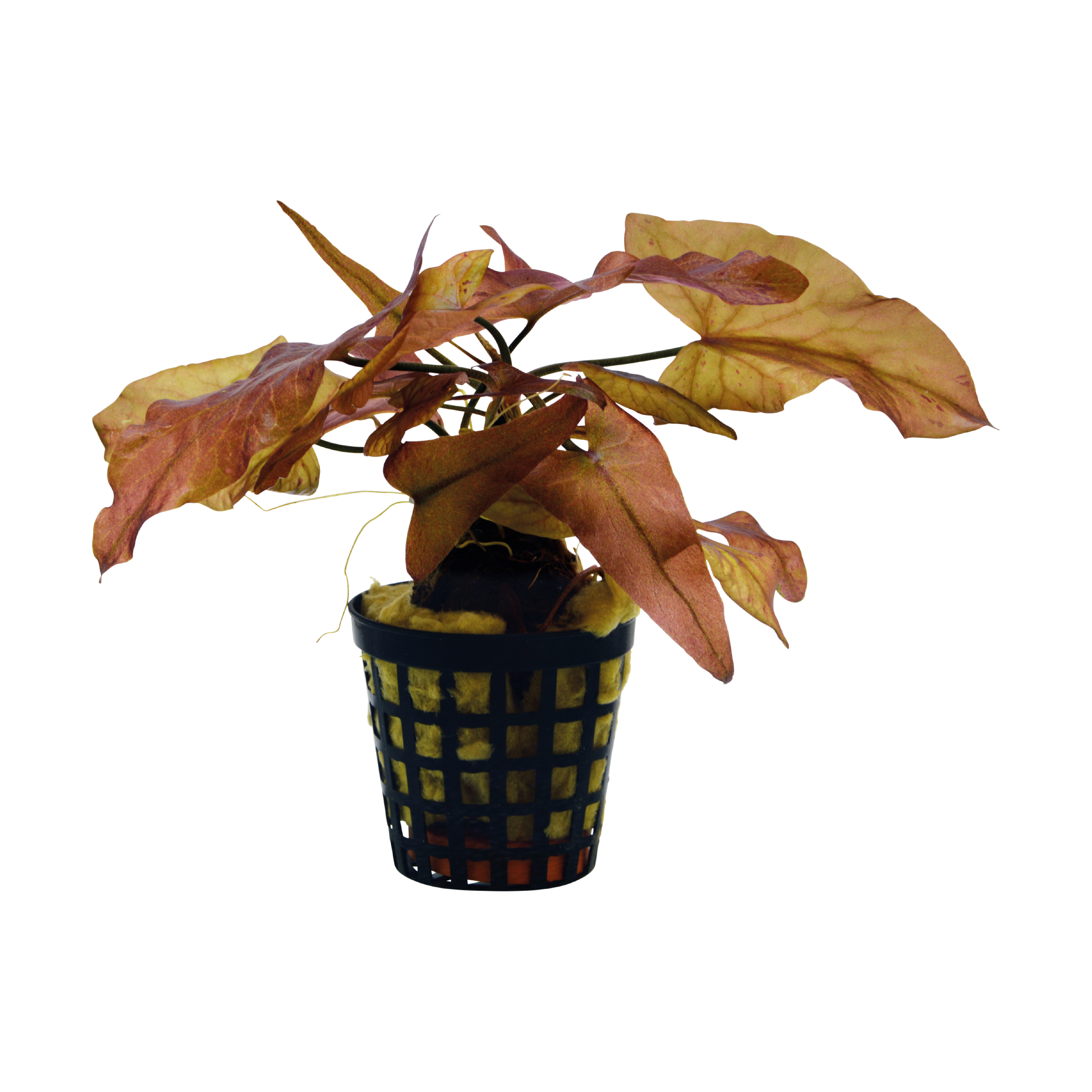 Nymphaea zenkeri bulb+leaf | Plantorama