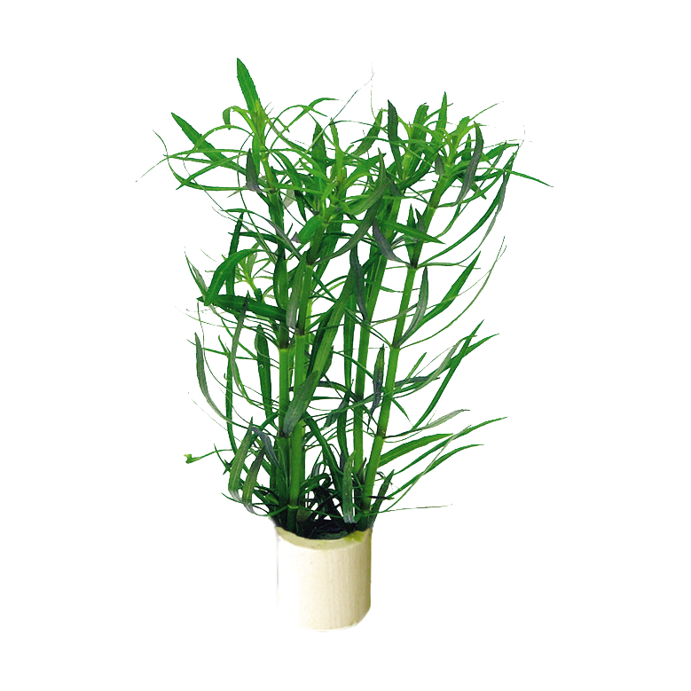 Pogostemon stellatus ECO | Plantorama