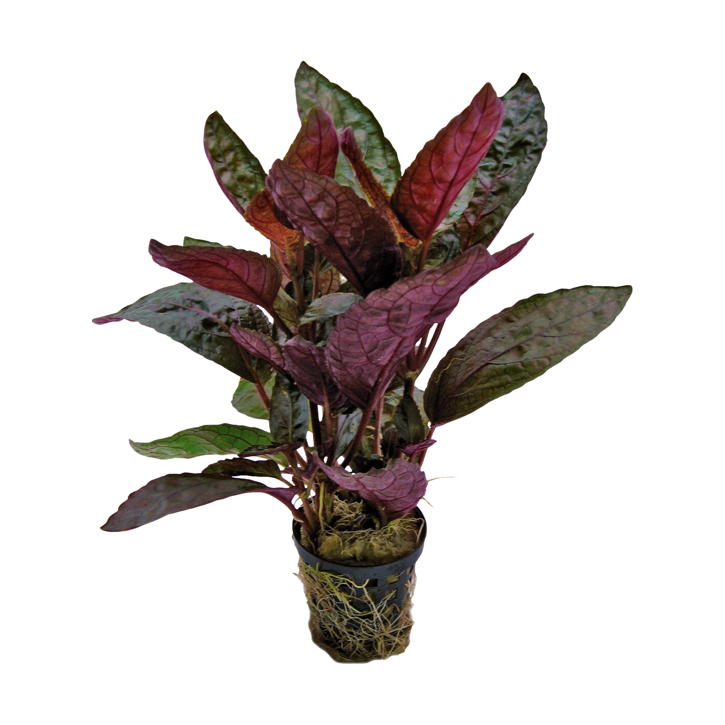 Hemigraphis Colorata | Plantorama