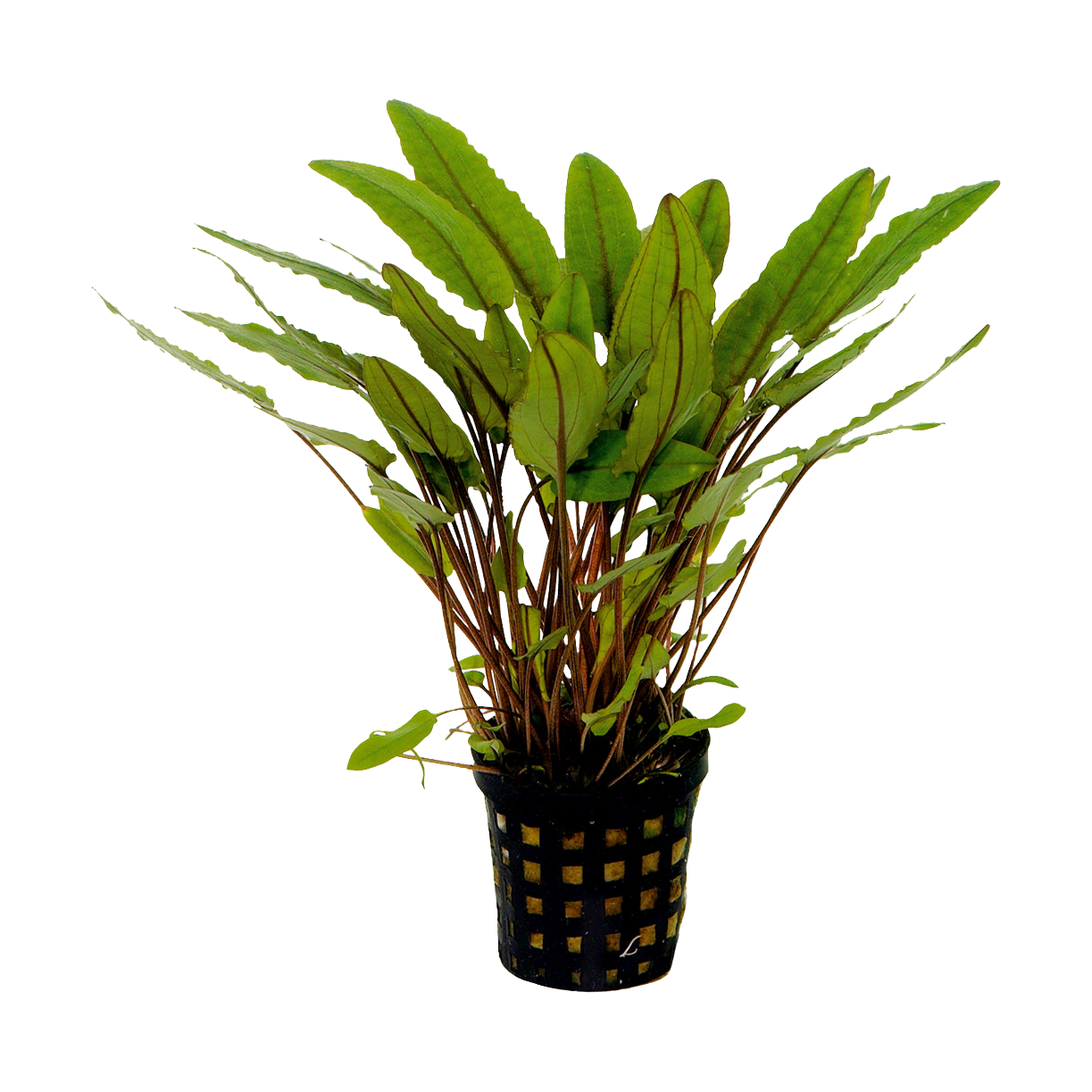 Cryptocoryne Petchii | Plantorama