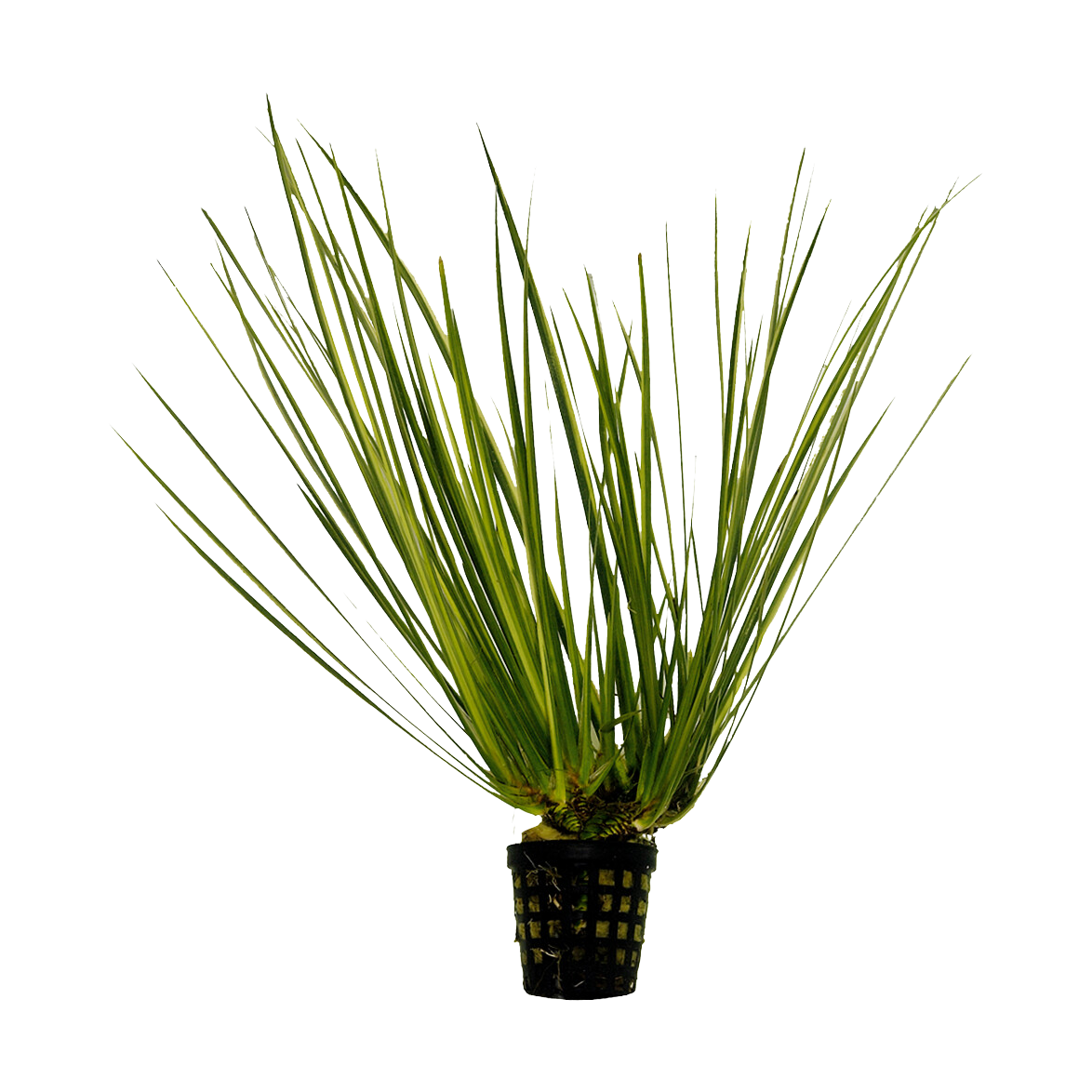 Acorus Variegatus | Plantorama