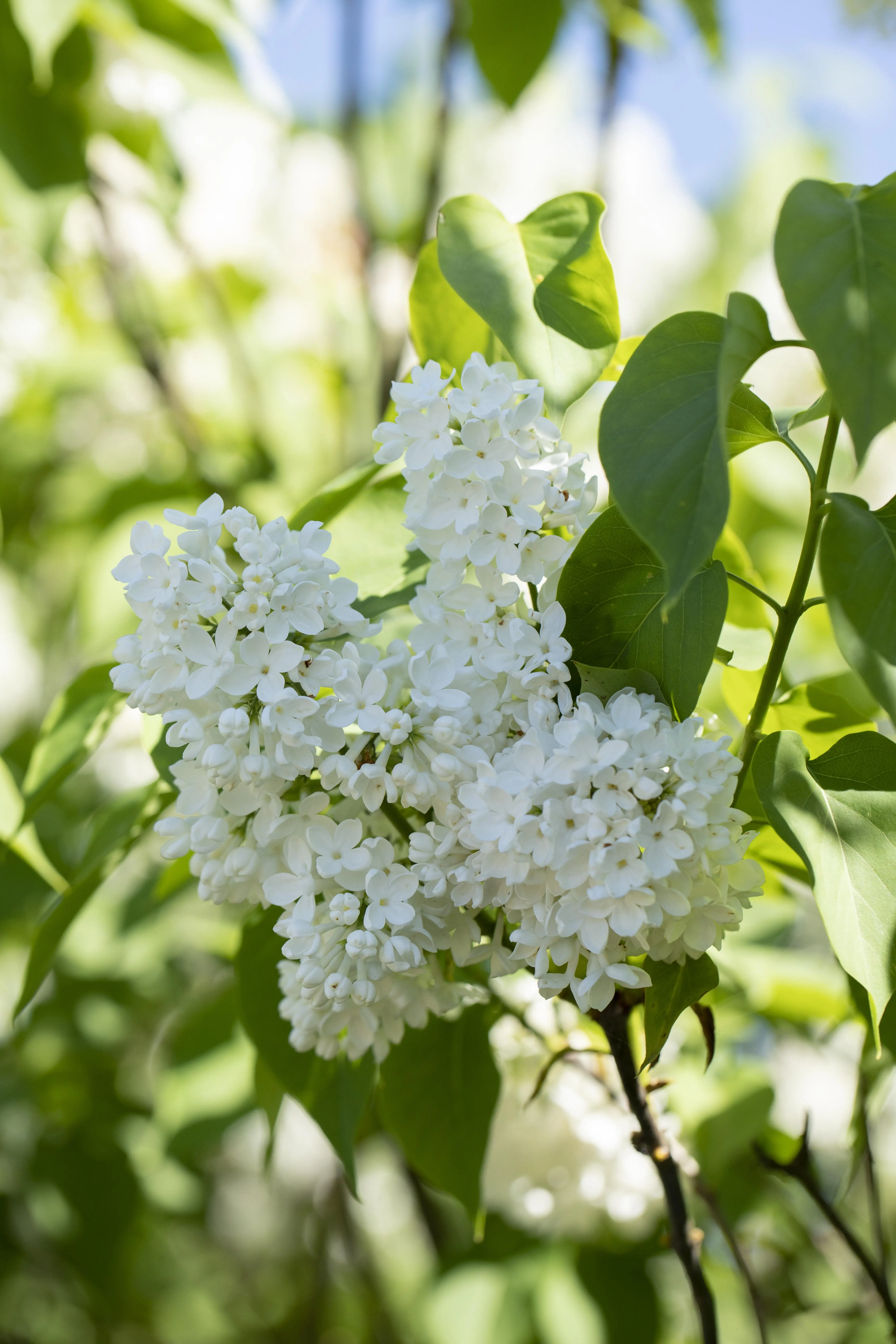 Syren, Syringa vulgaris 'Mme Florent Stepman', 3,5 liter potte, 40-60 ...