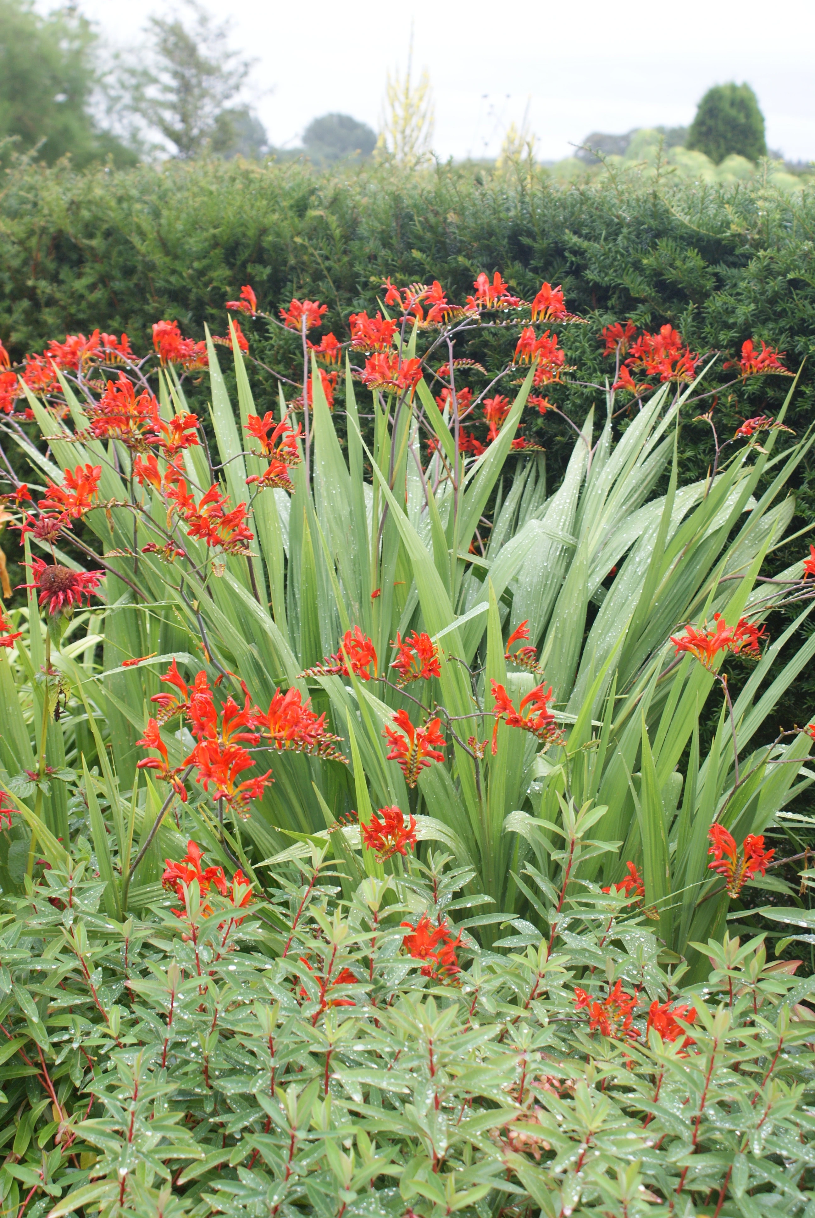 Crocosmia Red King