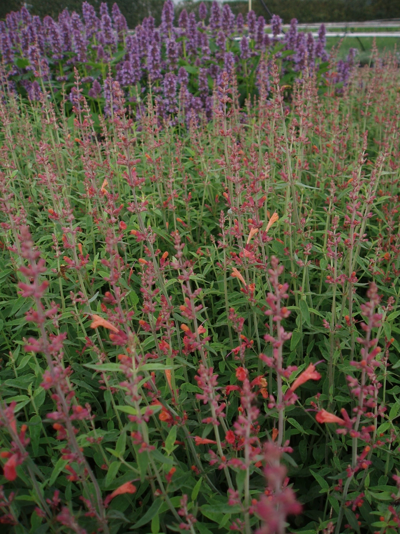 AnisIsop, Agastache hybrid 'Firebird', 1 liter potte | Plantorama