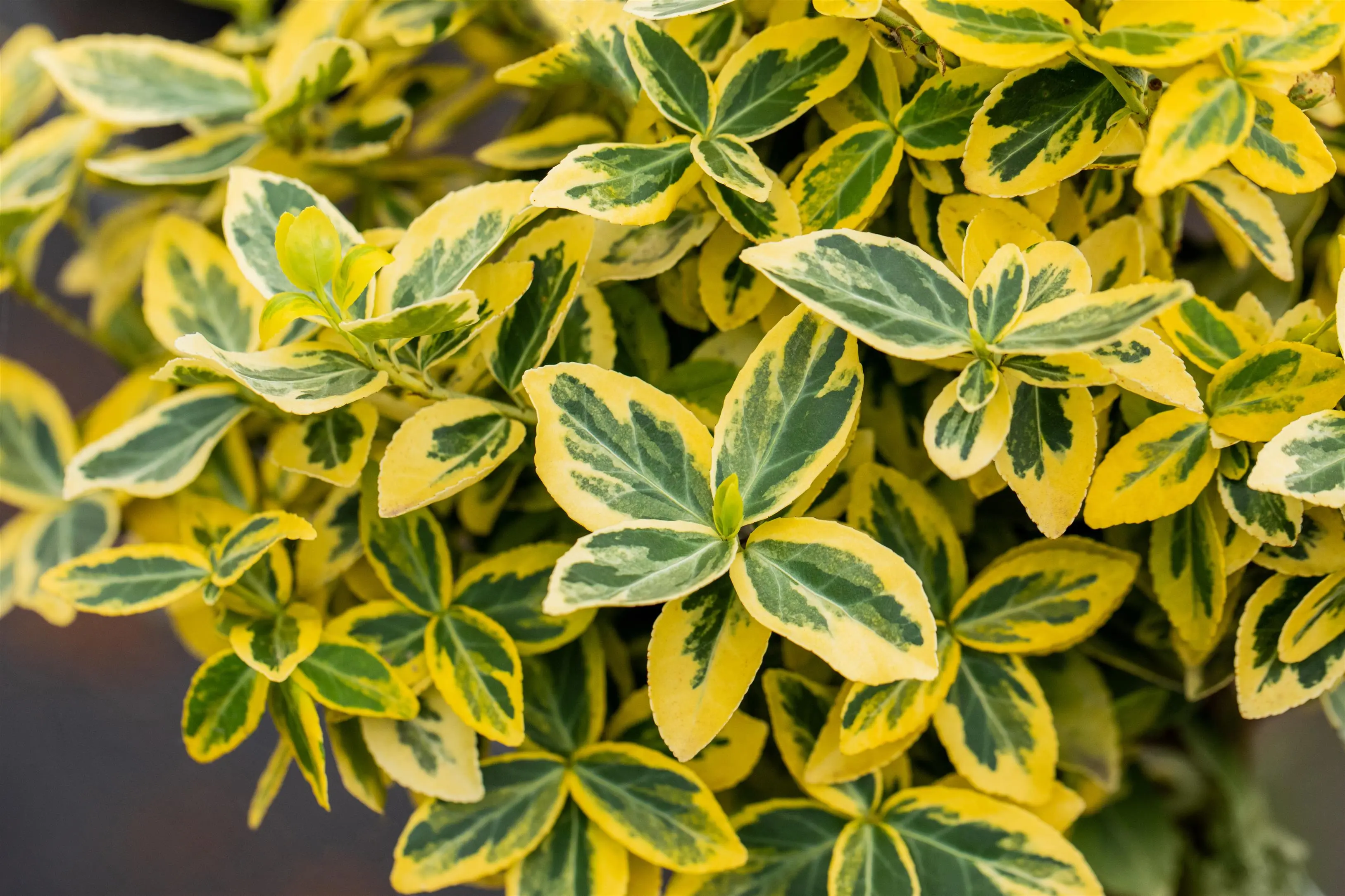 Krybende benved, Euonymus fortunei 'Emerald Gold', 2 liter potte ...