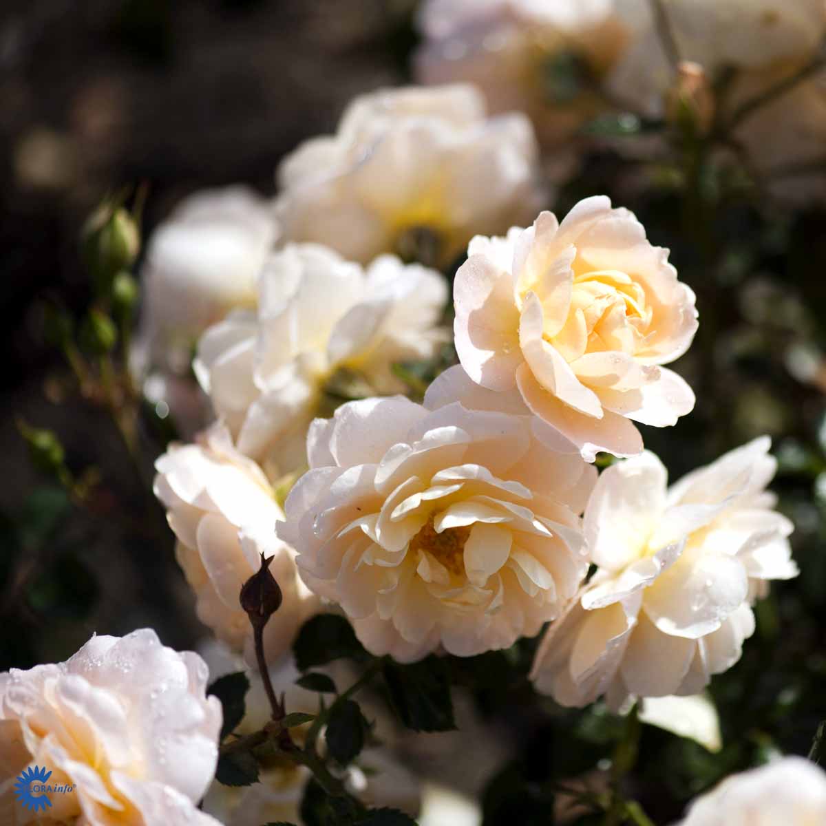 Palace rose, barrod, Rosa 'Crystal™' , | Plantorama