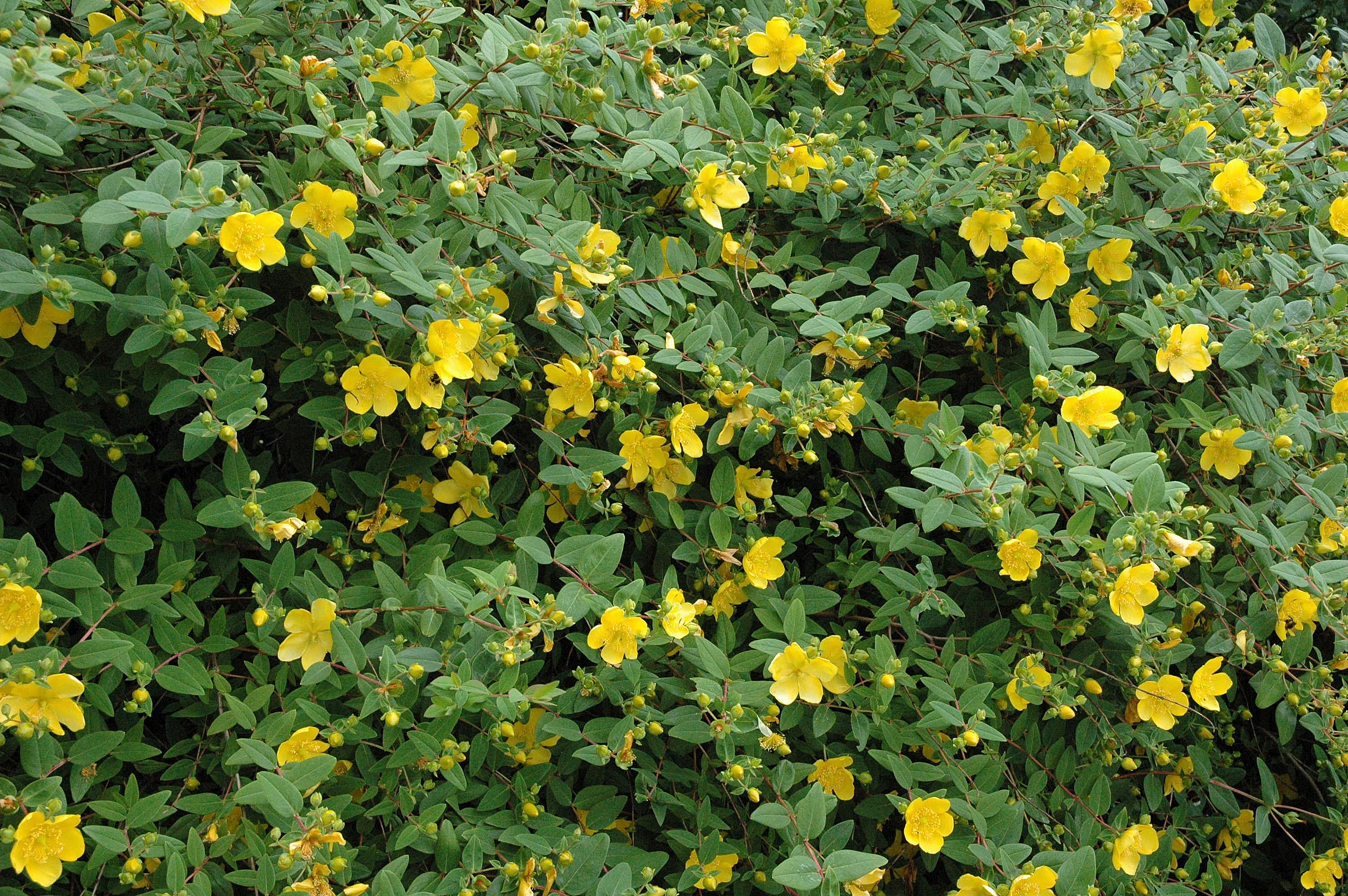 Perikon, barrod, Hypericum hookerianum 'Hidcote', 30-50 cm, 10 stk, bdt ...