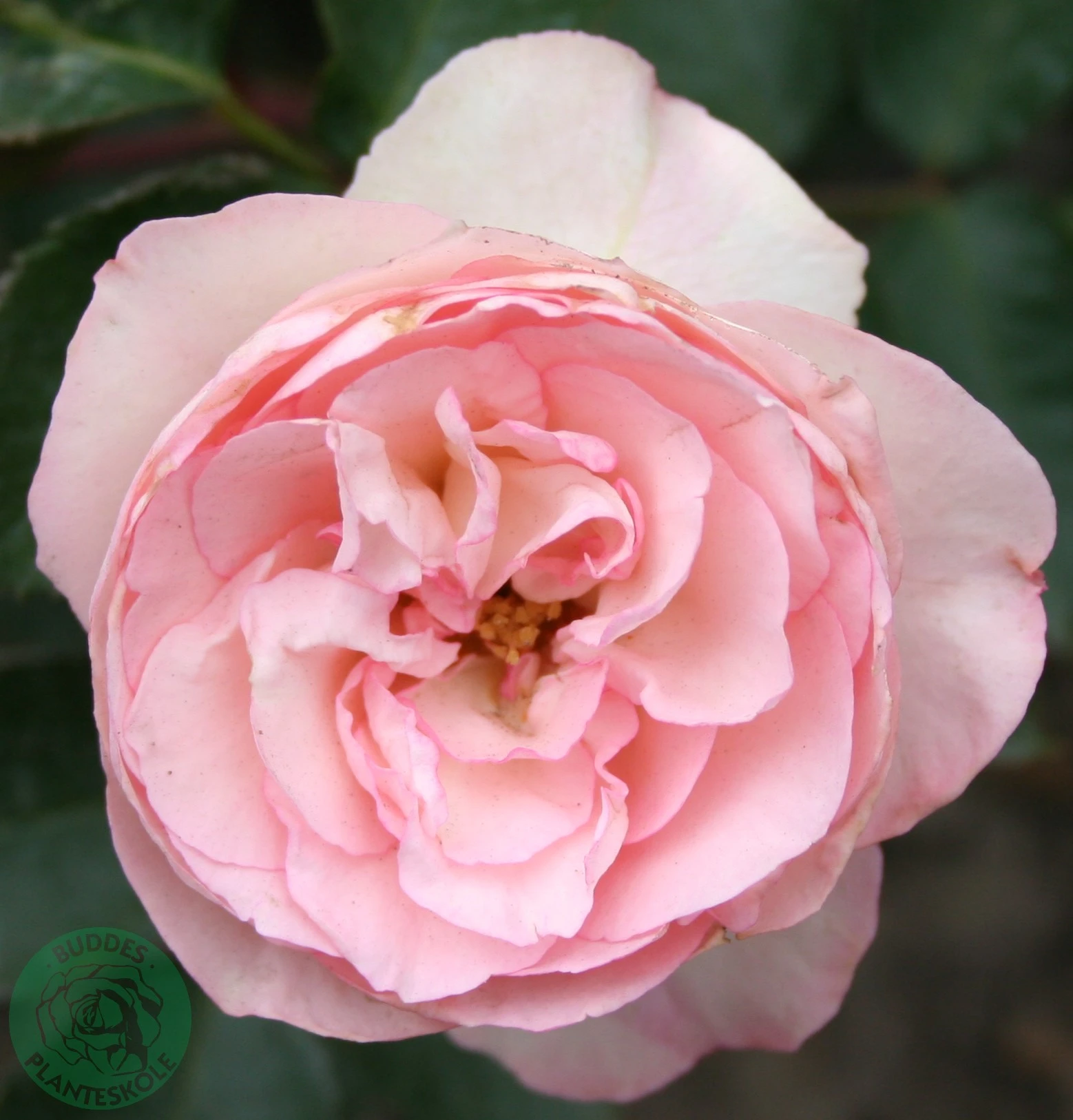 Slyngrose, barrod, Rosa 'Mini Eden Rose', | Plantorama