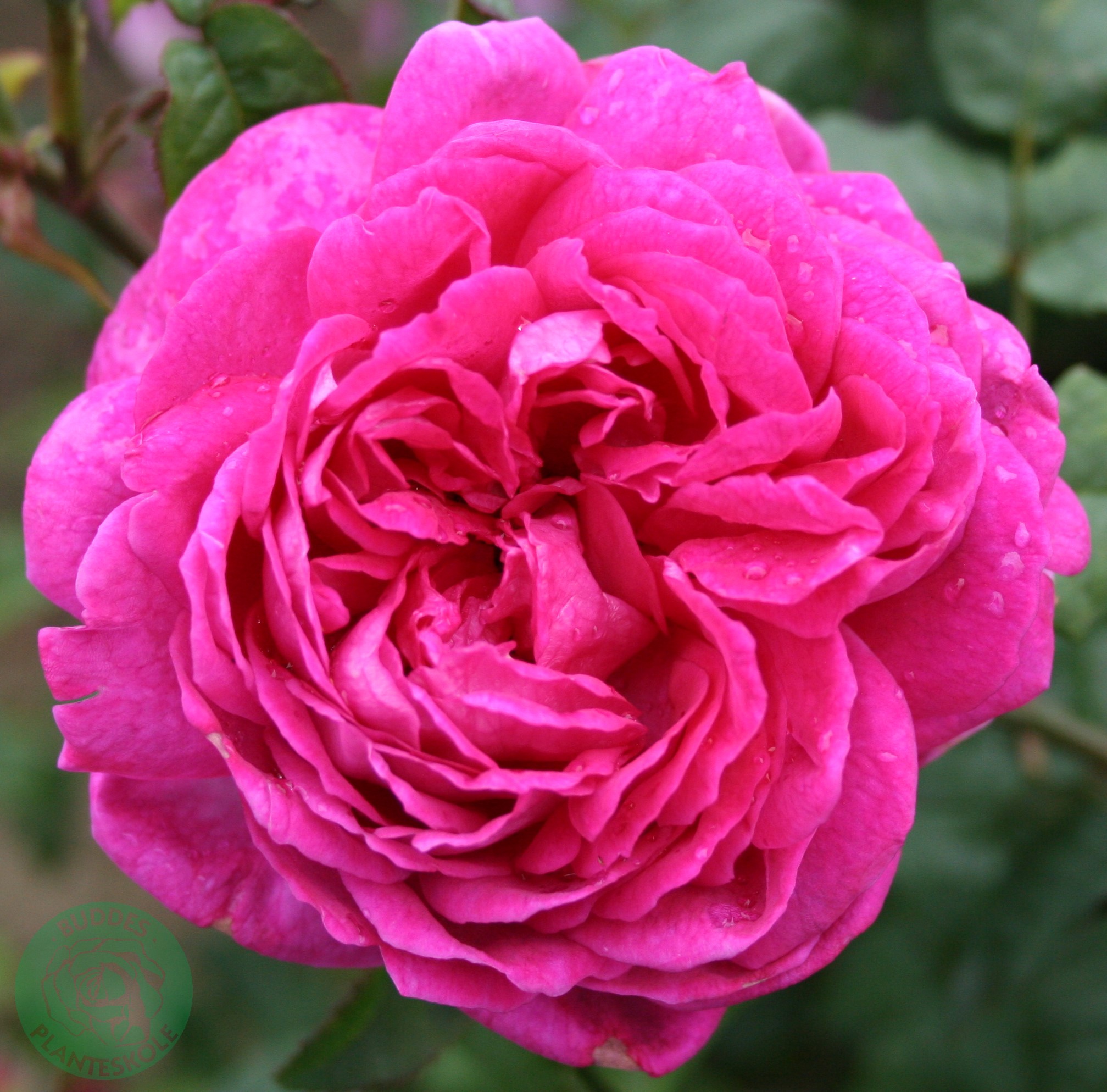 Engelsk rose, barrod, Rosa 'Young Lycidas', | Plantorama