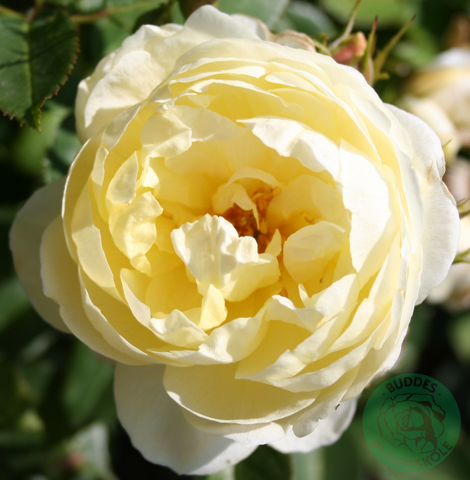 Engelsk rose, barrod, Rosa 'Vanessa Bell', | Plantorama