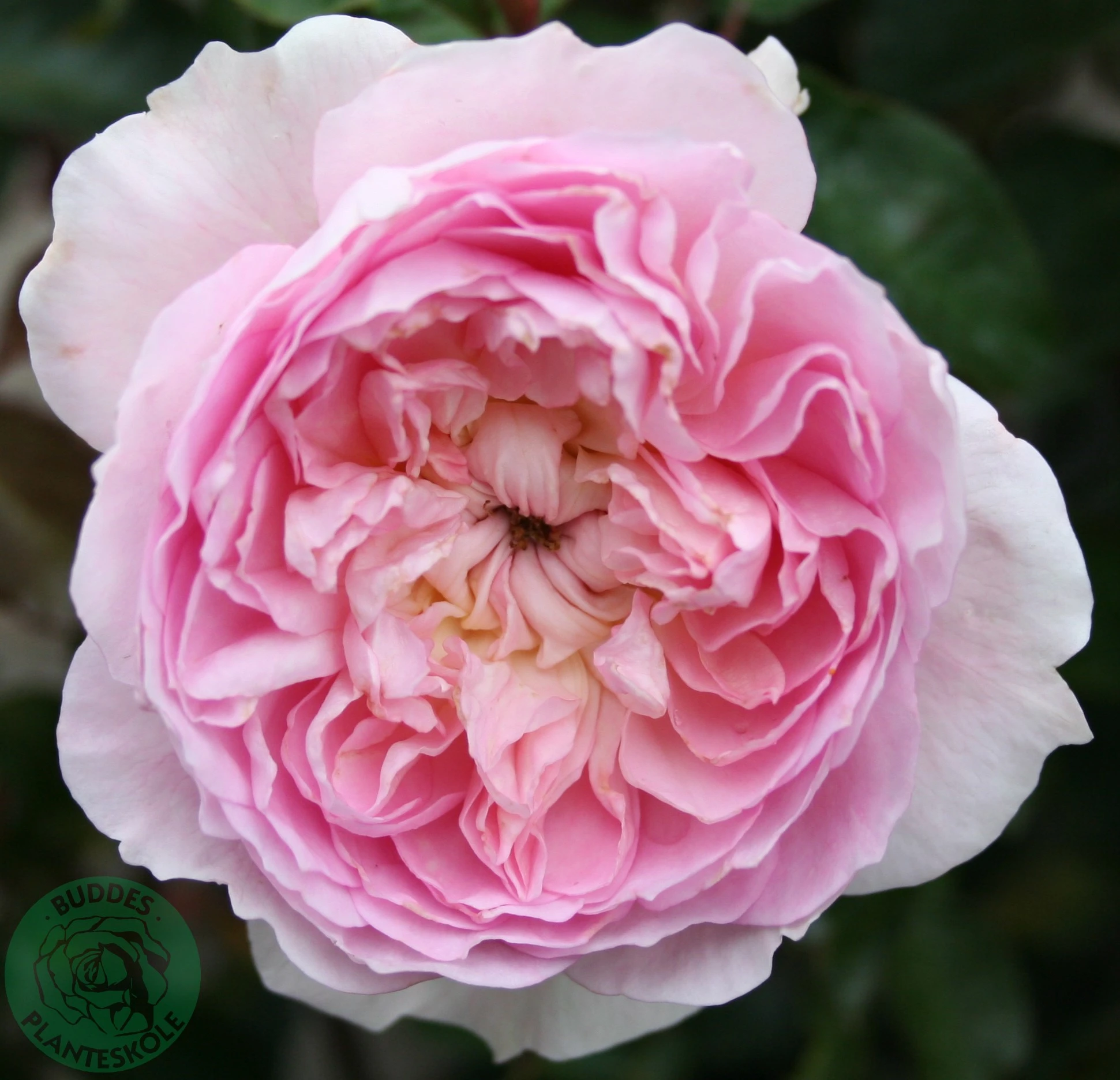 Engelsk rose, barrod, Rosa 'Silas Marner' , | Plantorama