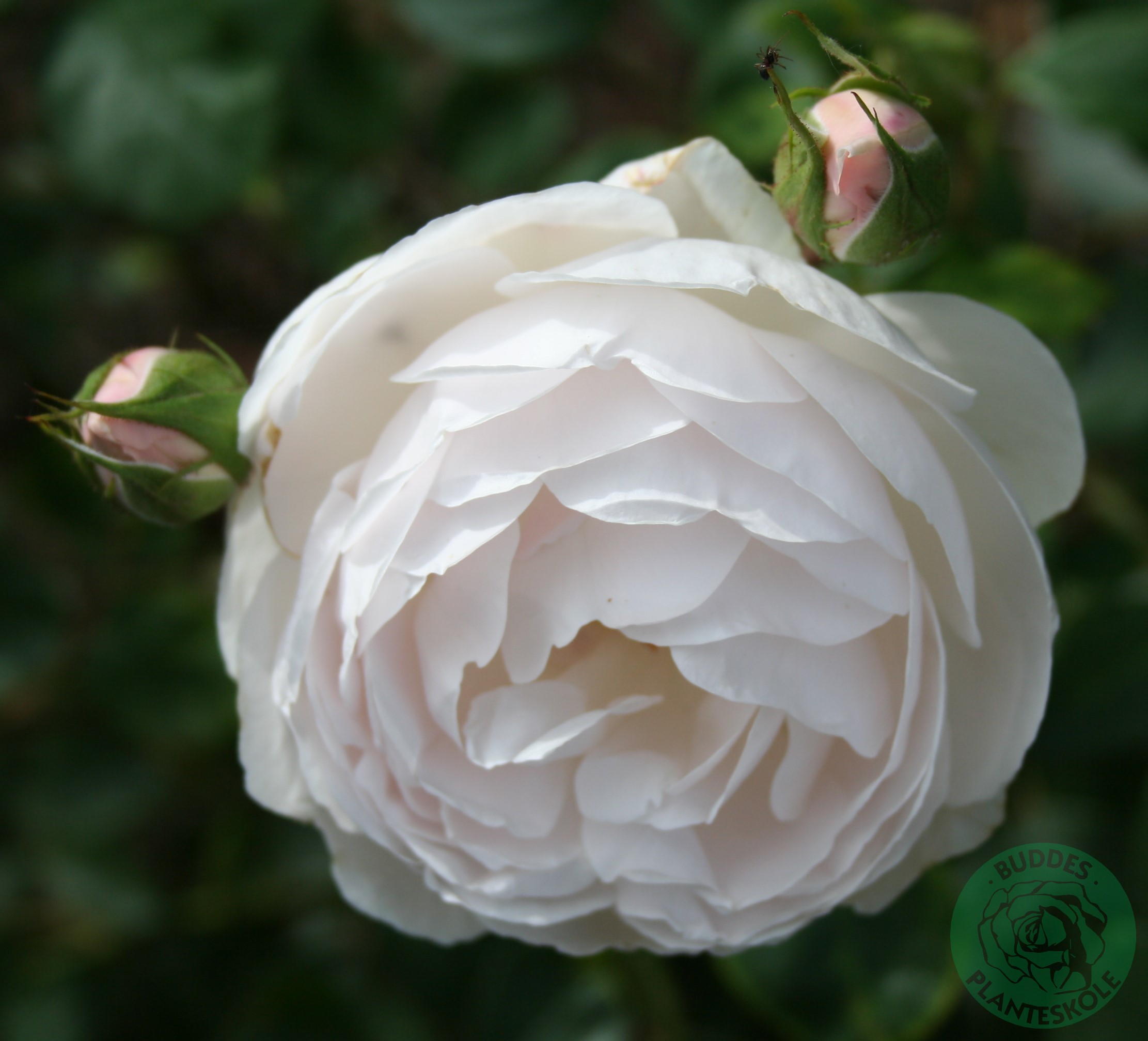 Engelsk rose, barrod, Rosa 'Desdemona' , | Plantorama