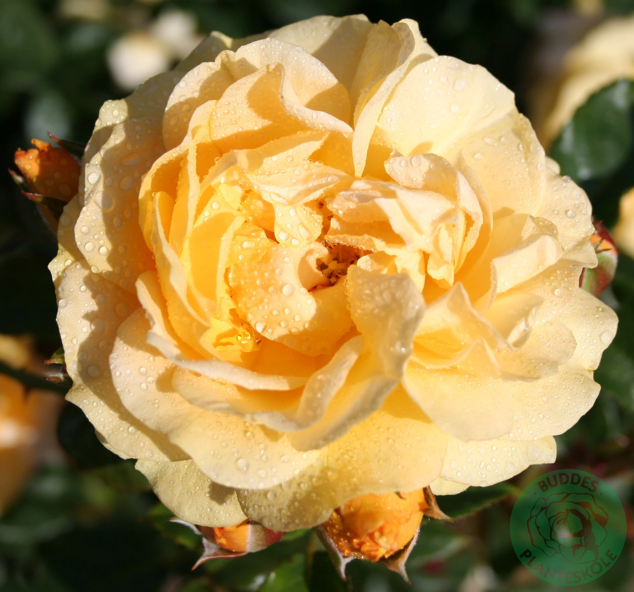 Buketrose, barrod, Rosa 'Julia Child' , | Plantorama