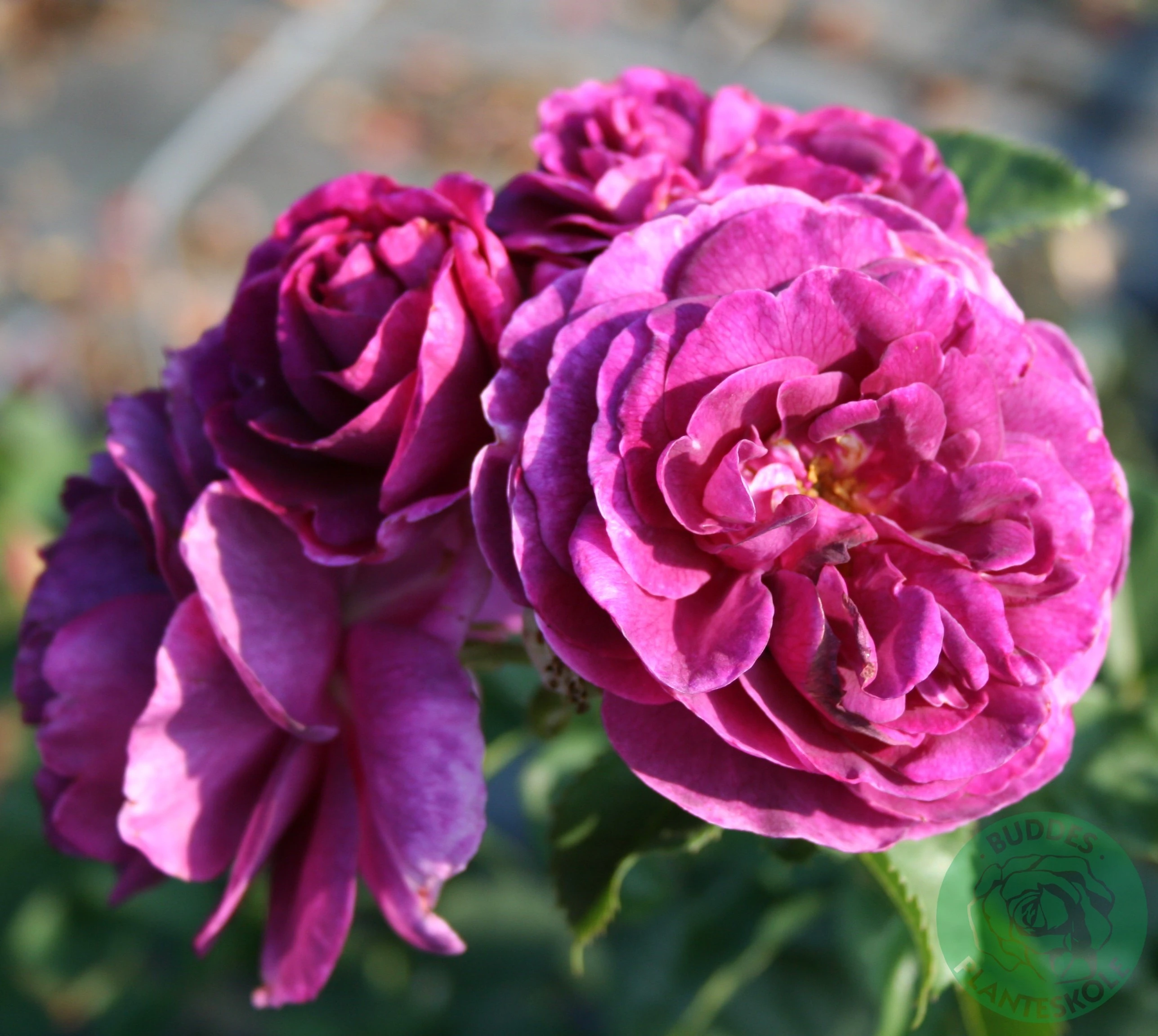 Buketrose, barrod, Rosa 'Minerva', | Plantorama