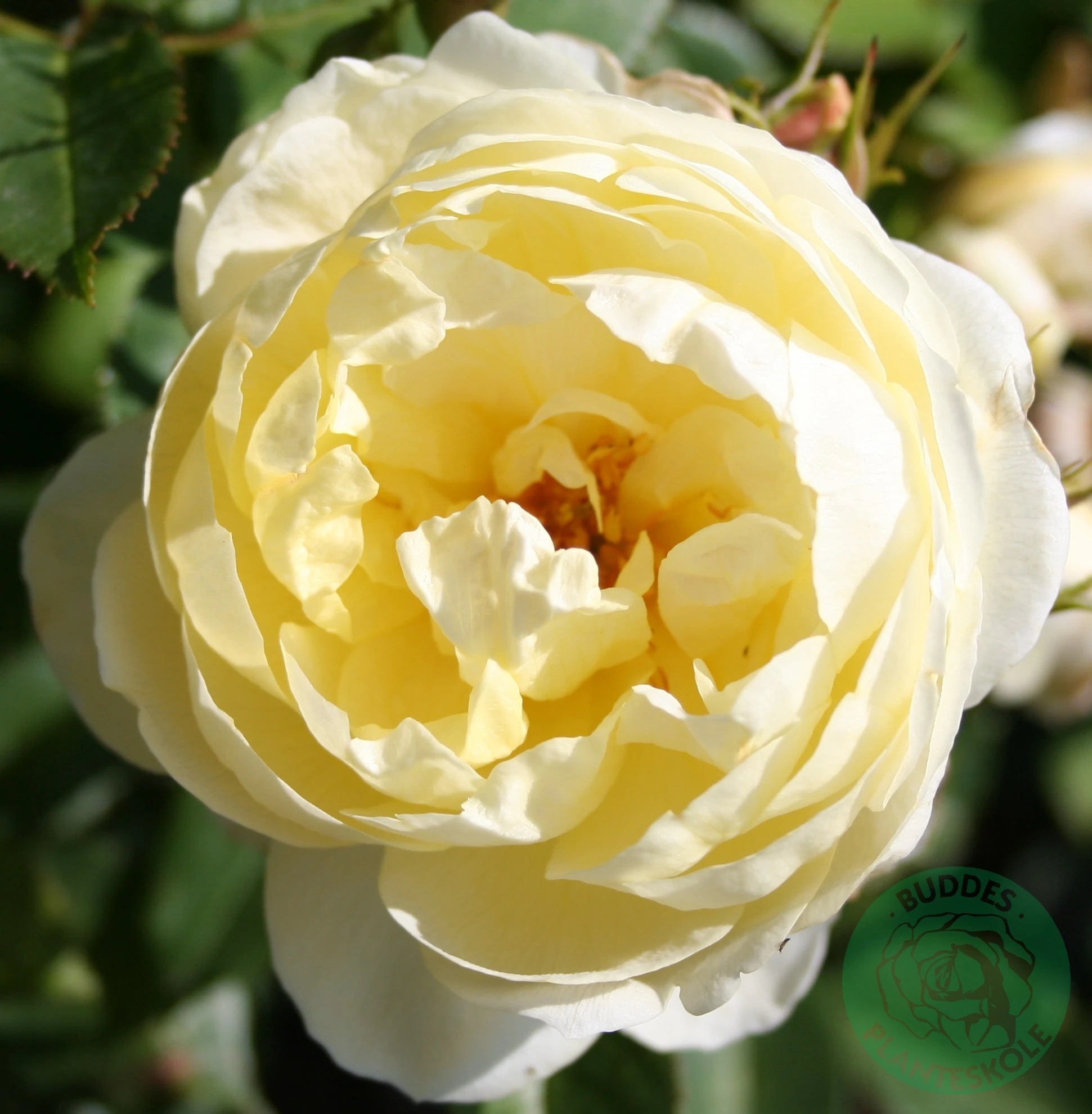 Engelsk rose, Rosa 'Vanessa Bell', 4 liter potte | Plantorama