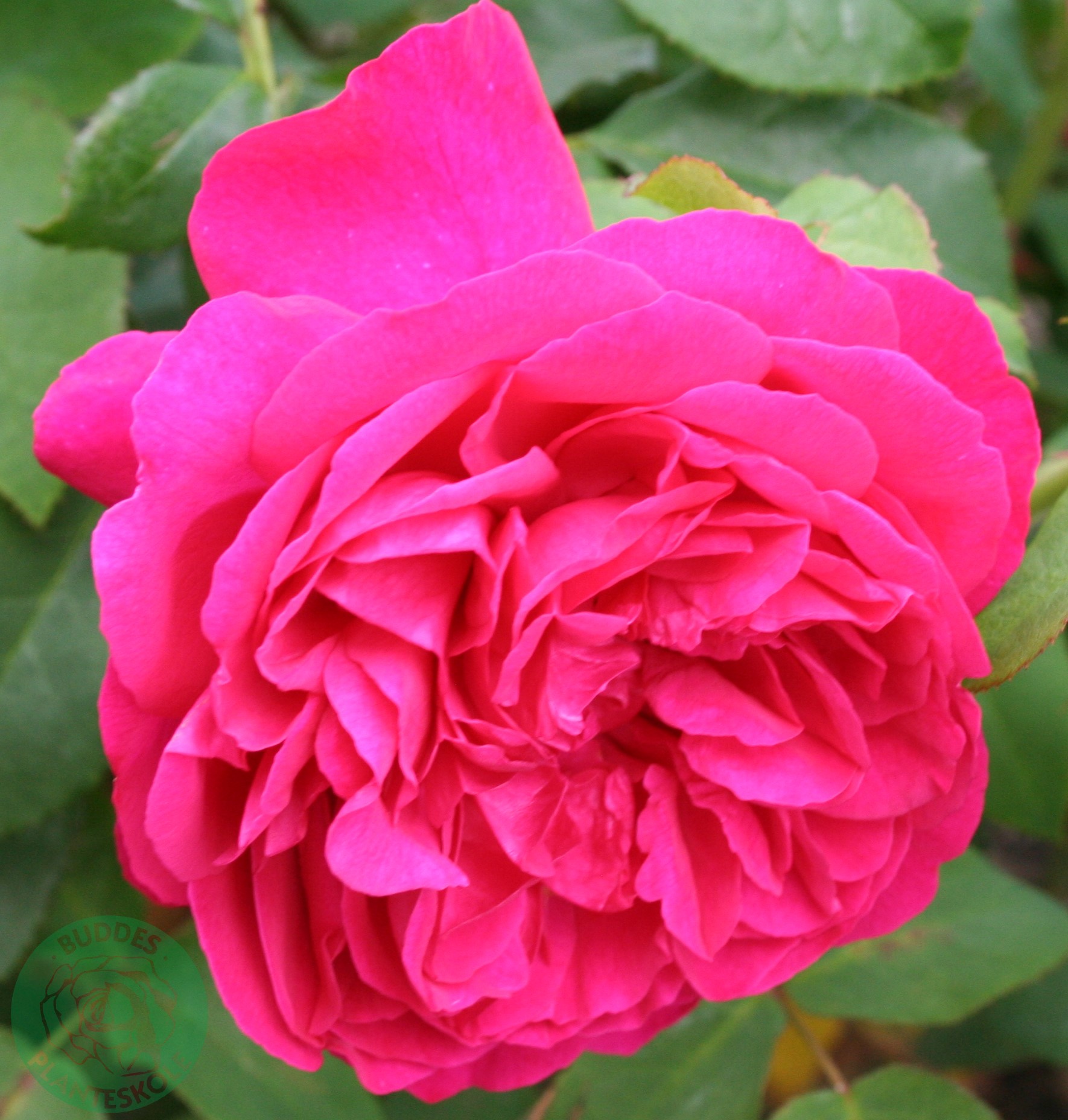 Engelsk rose, Rosa 'Thomas À Becket' , 4 liter potte | Plantorama