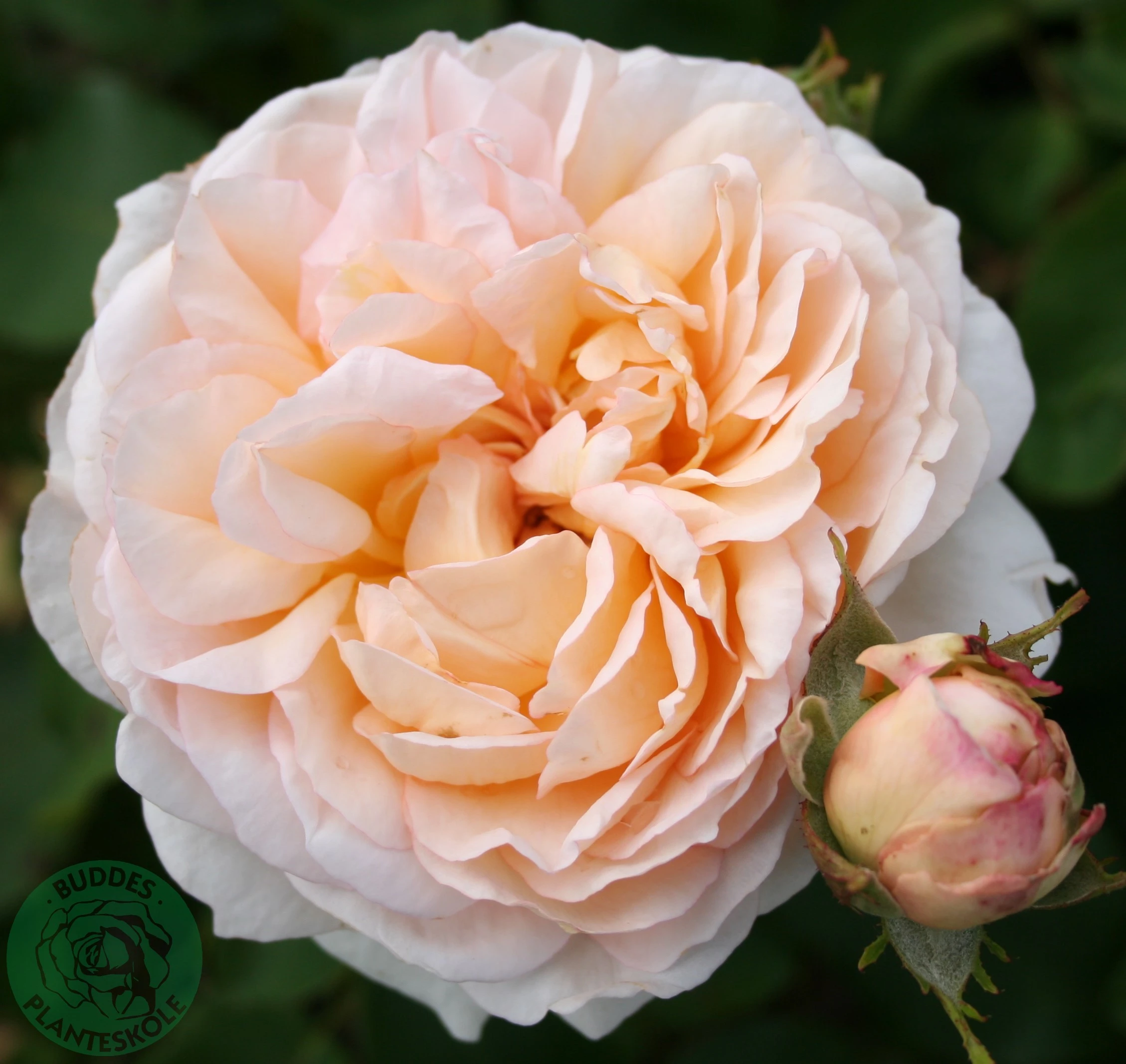 Engelsk rose, Rosa 'The Lady Gardener™' , 4 liter potte | Plantorama