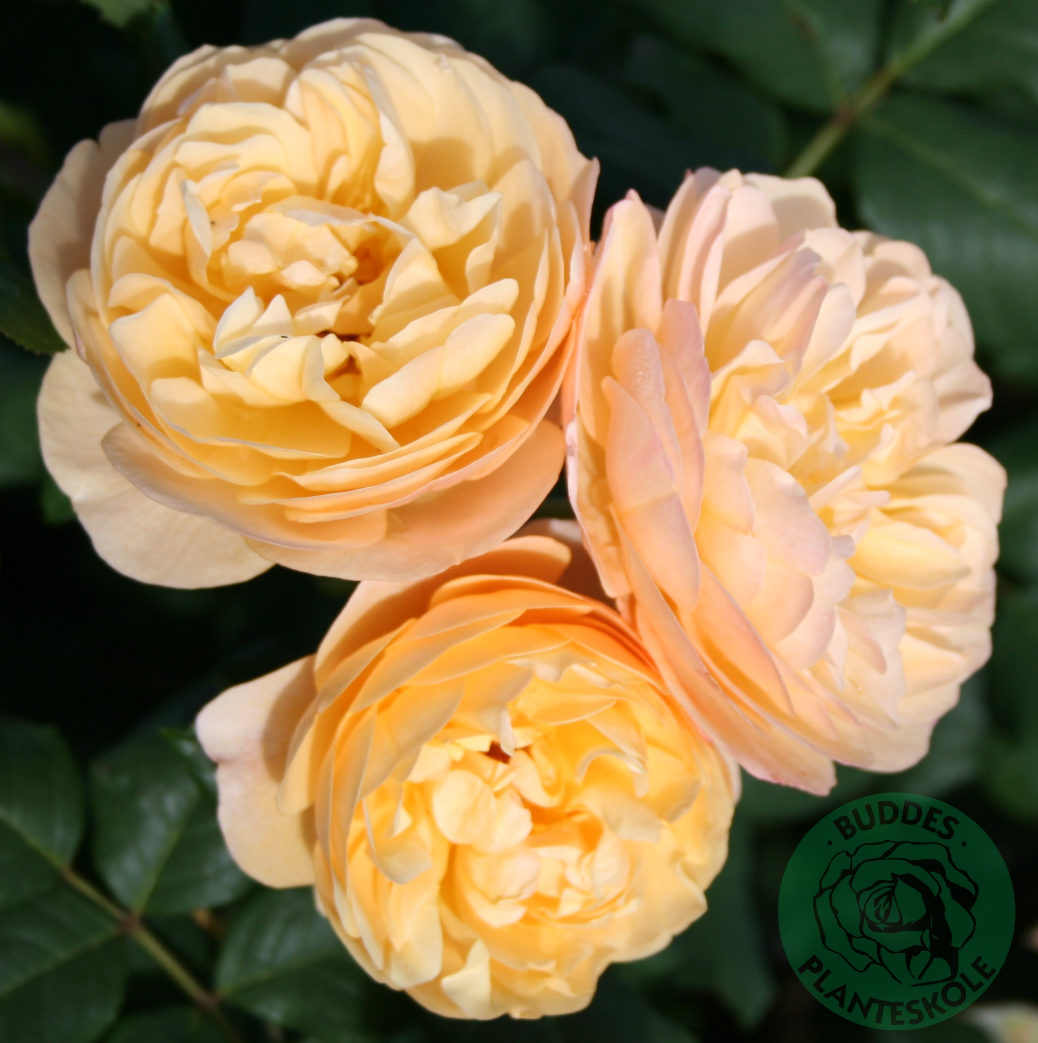 Engelsk rose, Rosa 'Roald Dahl' , 4 liter potte | Plantorama