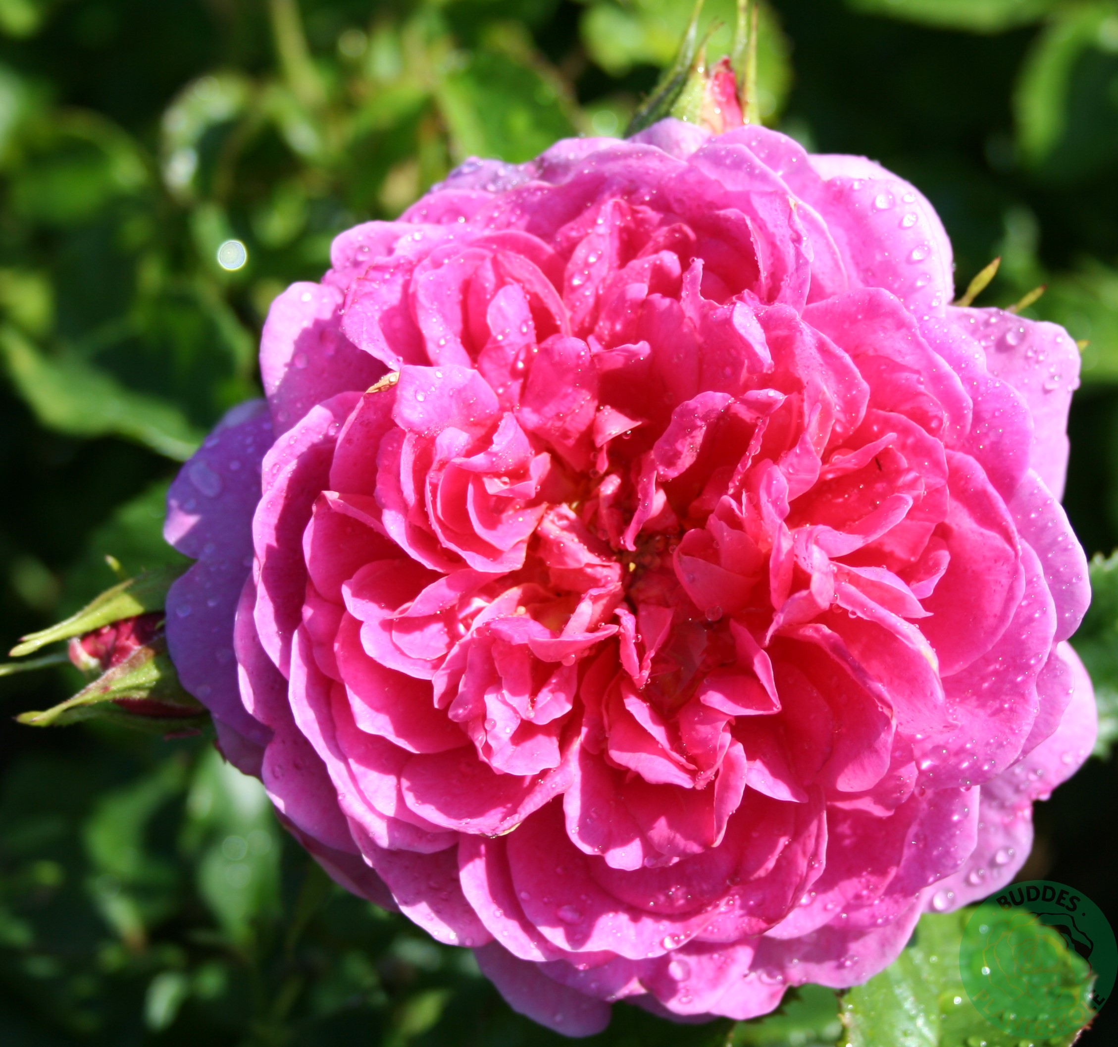 Engelsk rose, Rosa 'Princess Anne®' , 4 liter potte | Plantorama