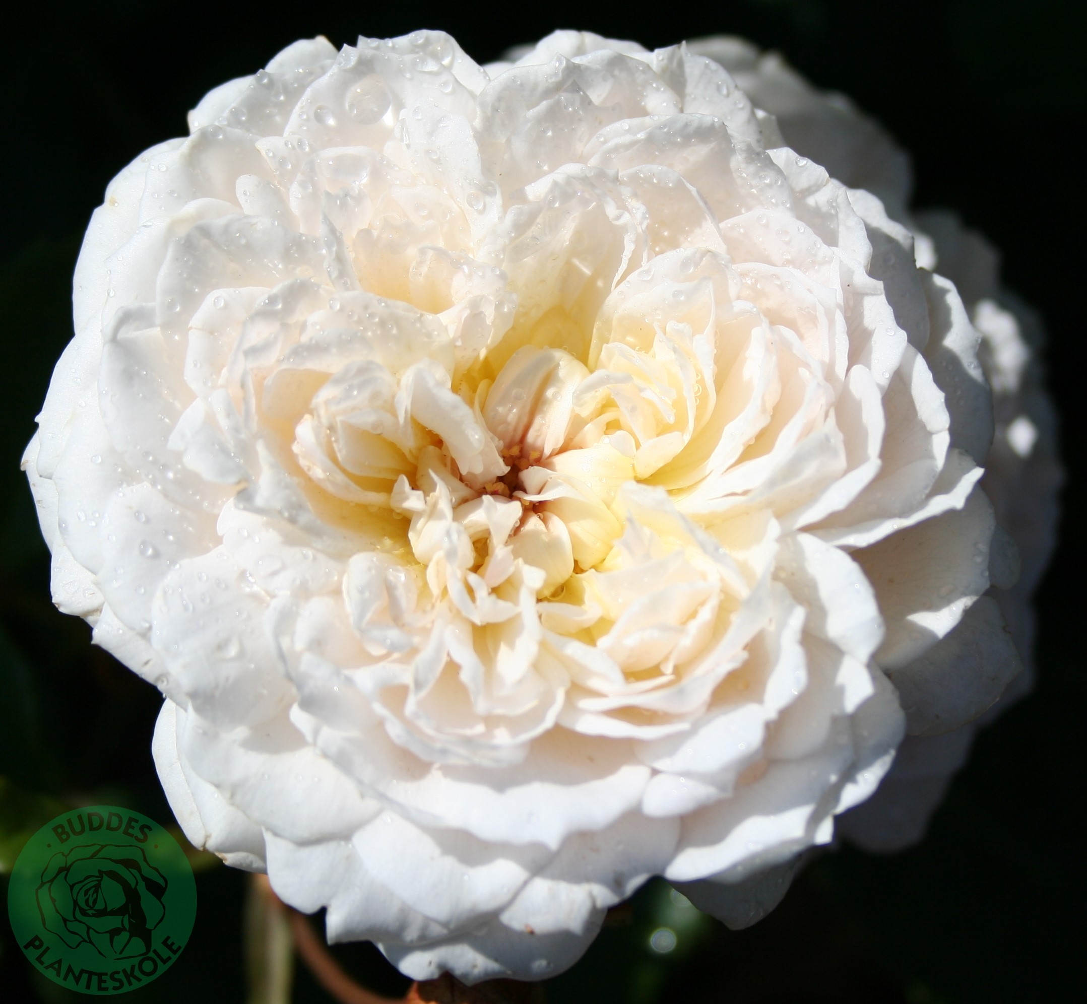 Engelsk rose, Rosa 'Emily Brontë®, 4 liter potte | Plantorama