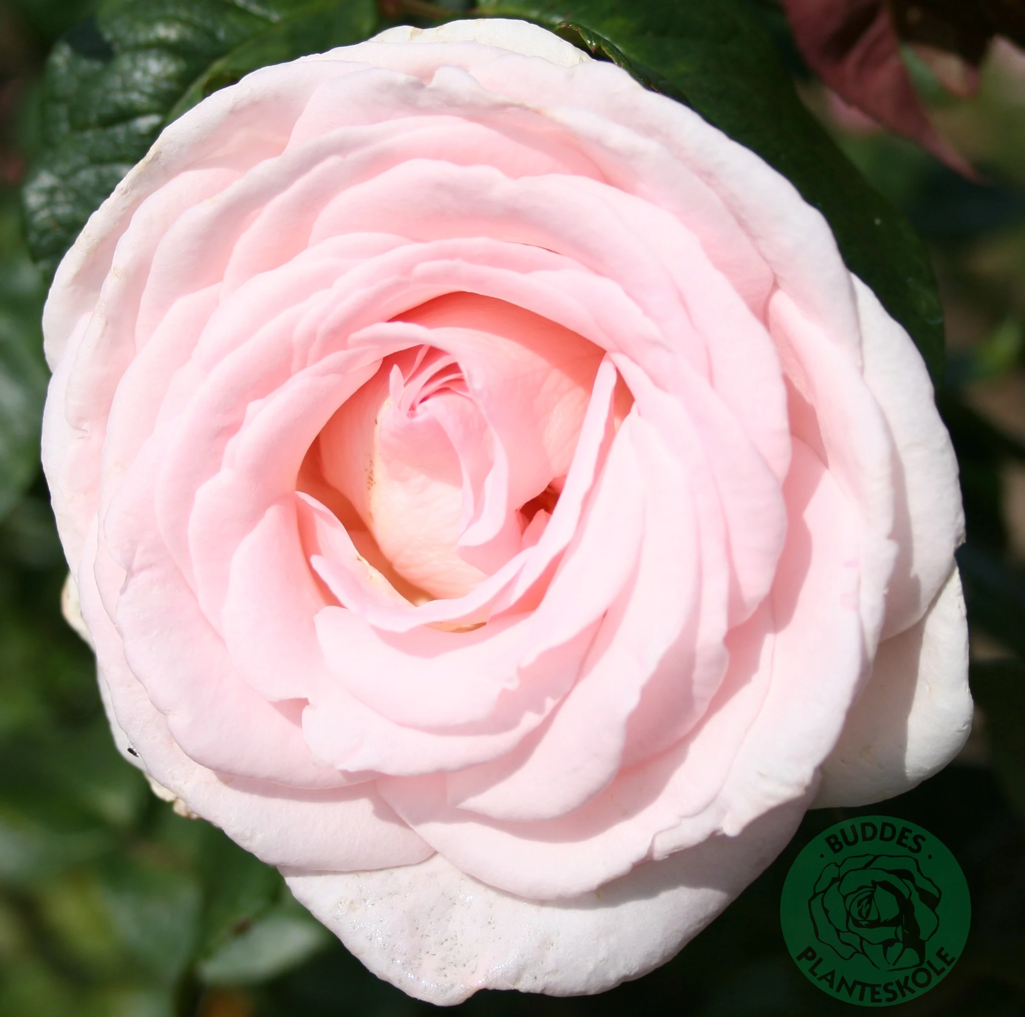 Storblomstrende rose, Rosa 'Prince Jardinier®' , 4 liter potte | Plantorama