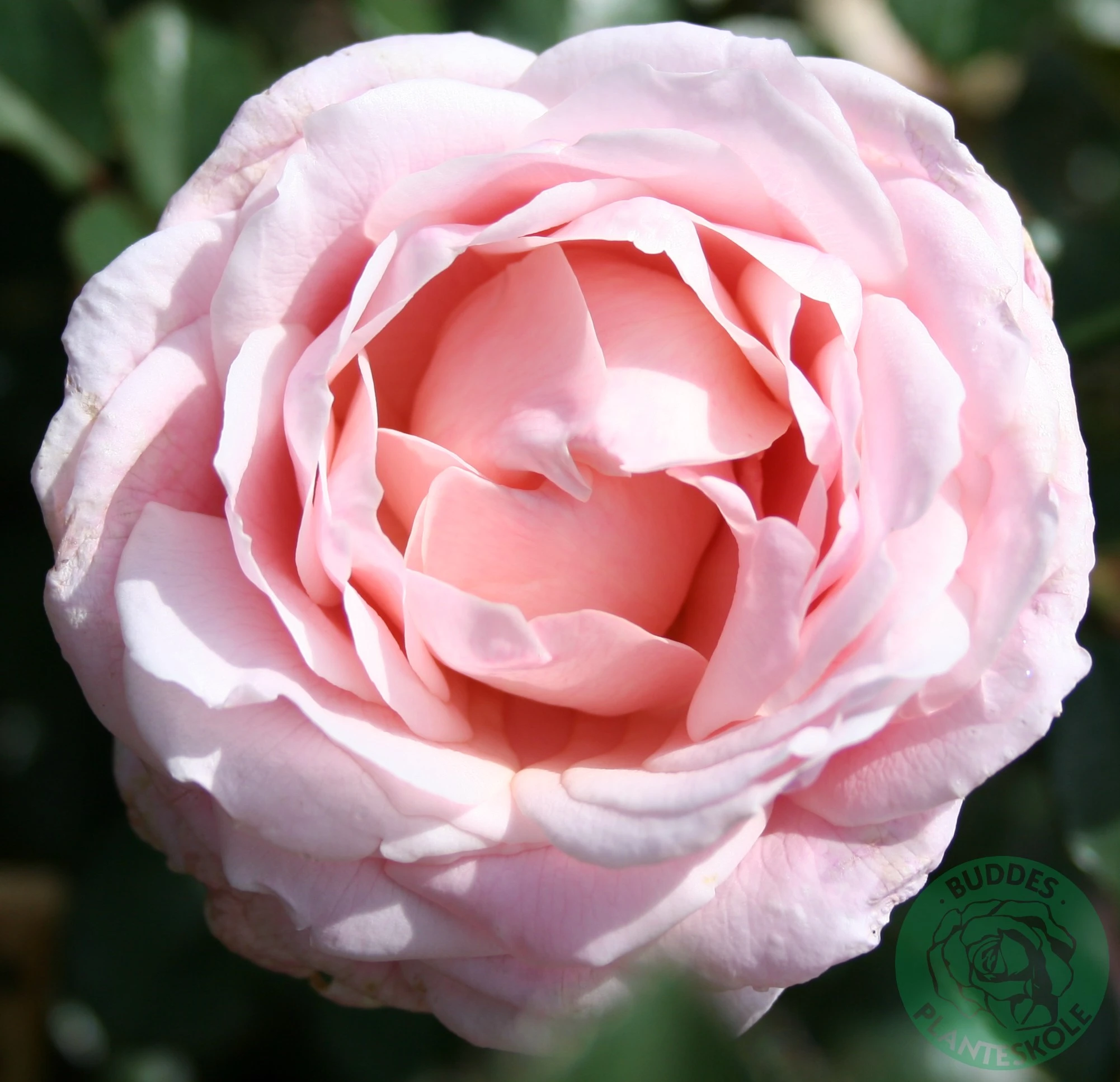 Slyngrose, Rosa 'Our First Summer™', 4 liter potte | Plantorama